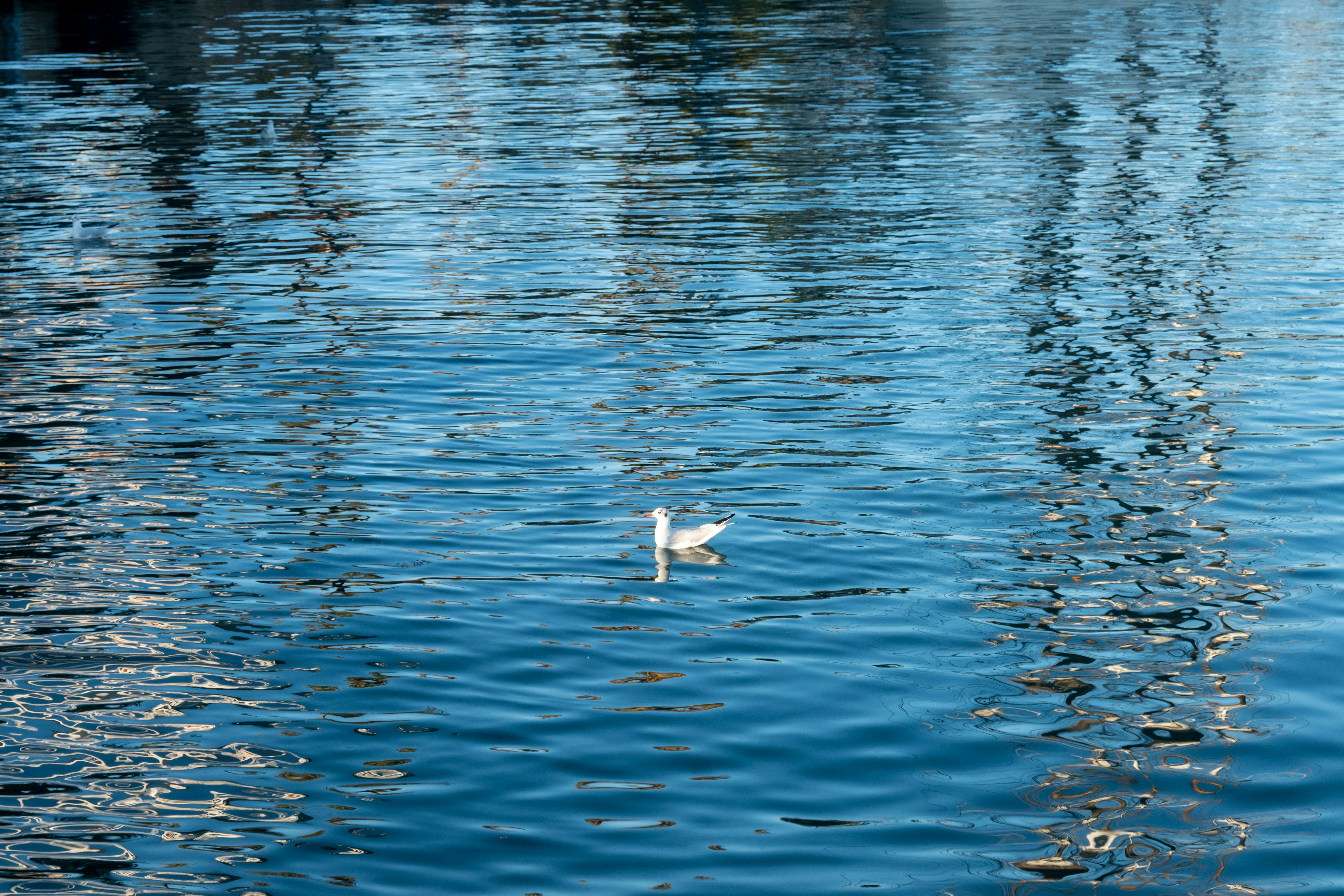 Serene Seagull Floating on Barcelona Water · Free Stock Photo