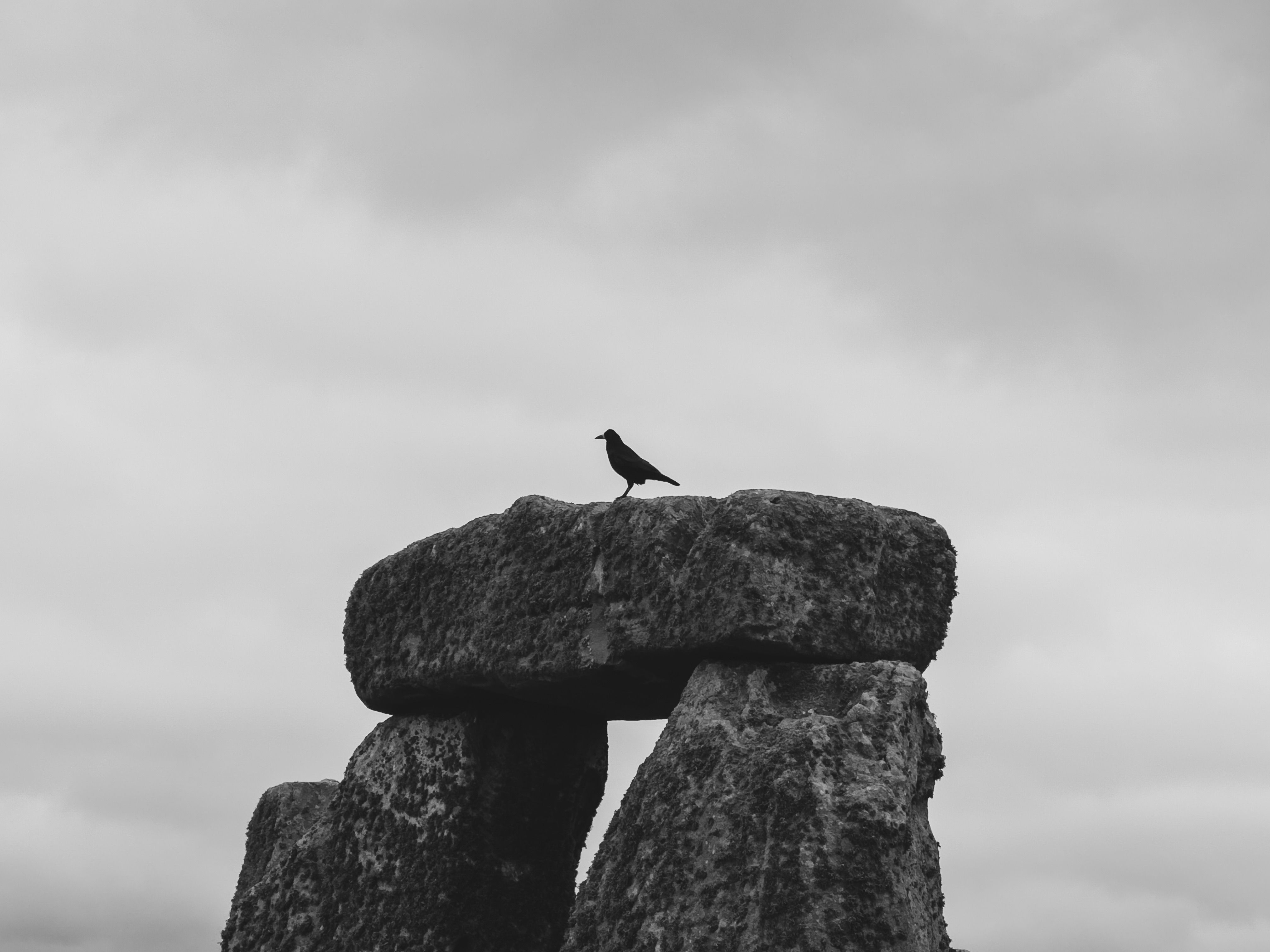 Black and White Crow on Ancient Stone Structure · Free Stock Photo