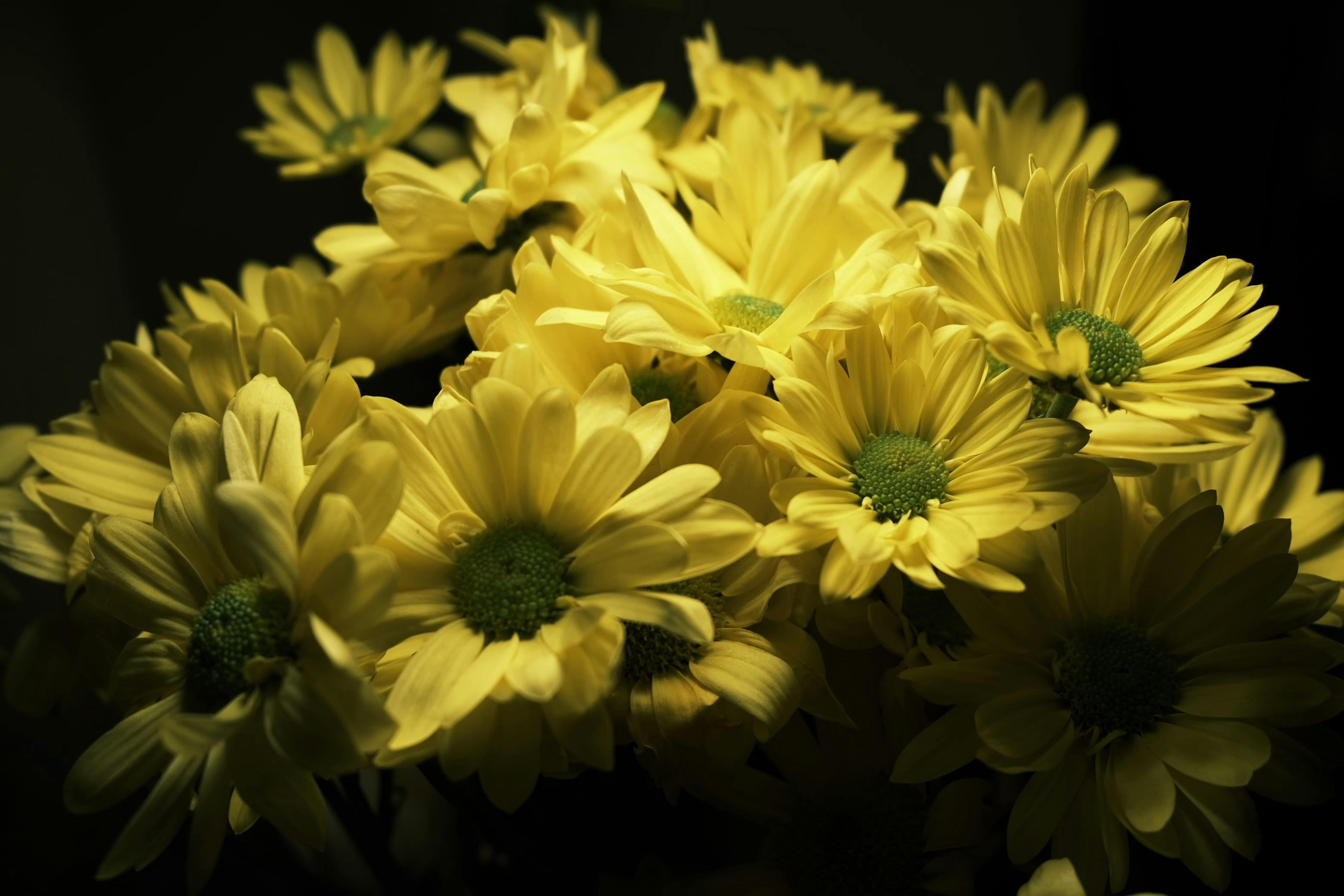 Plentiful Blossoms Photos, Download The BEST Free Plentiful Blossoms ...