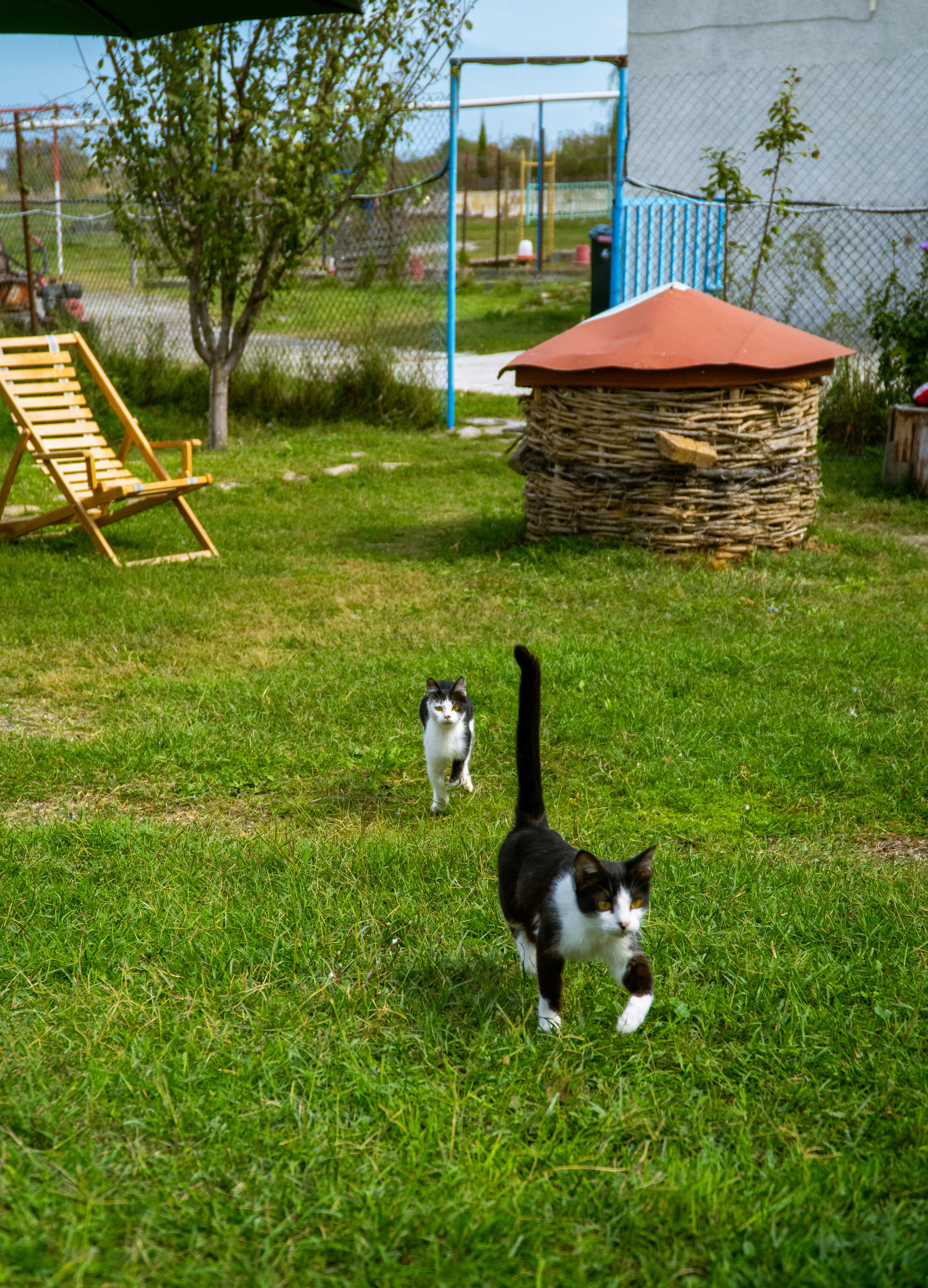 Charming Farm Cats Strolling Outdoors · Free Stock Photo
