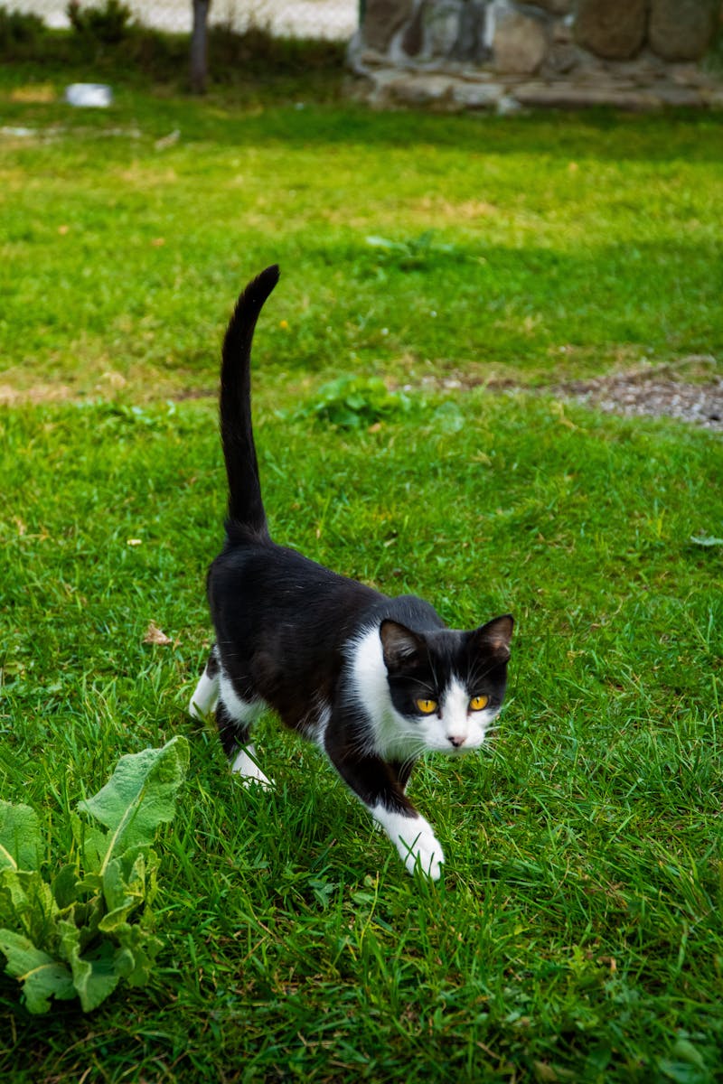 Scared Cat Photos, Download The BEST Free Scared Cat Stock Photos & HD ...