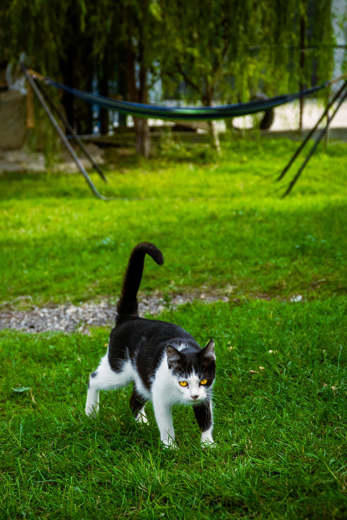 Black And White Cat Photos, Download The BEST Free Black And White Cat ...