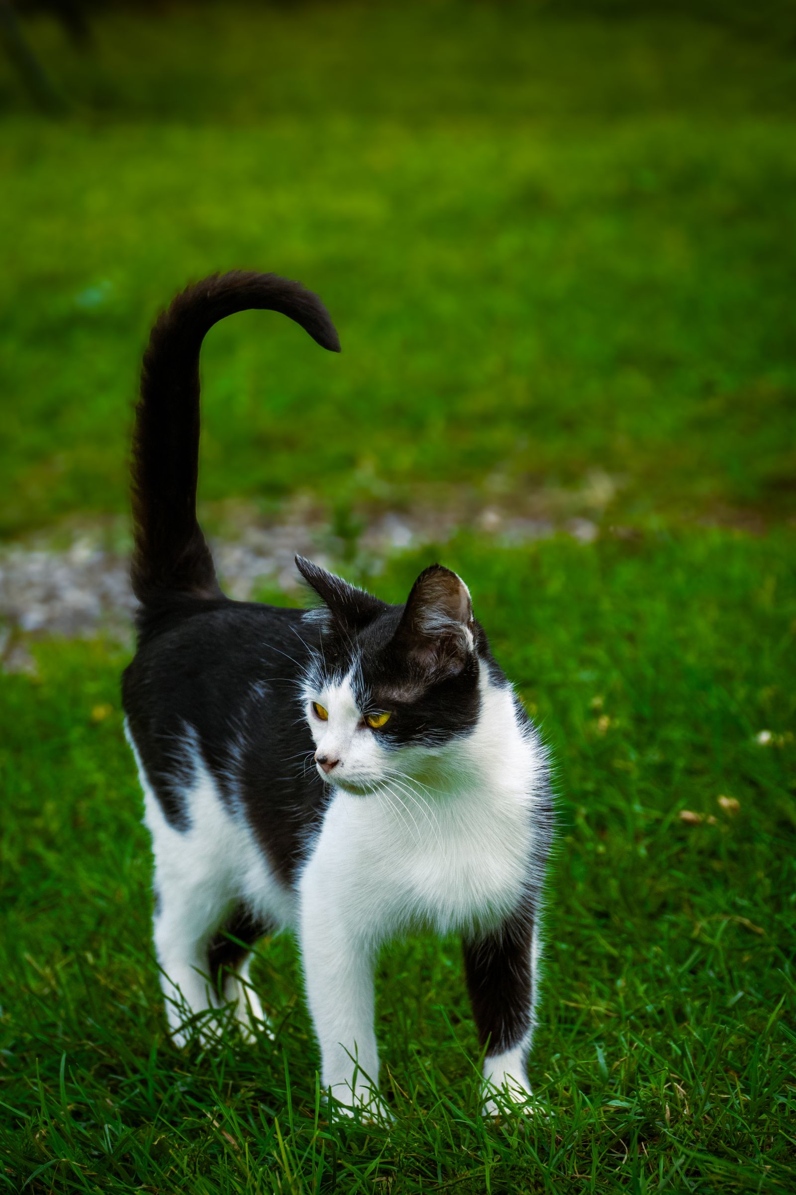 Scared Cat Photos, Download The BEST Free Scared Cat Stock Photos & HD ...