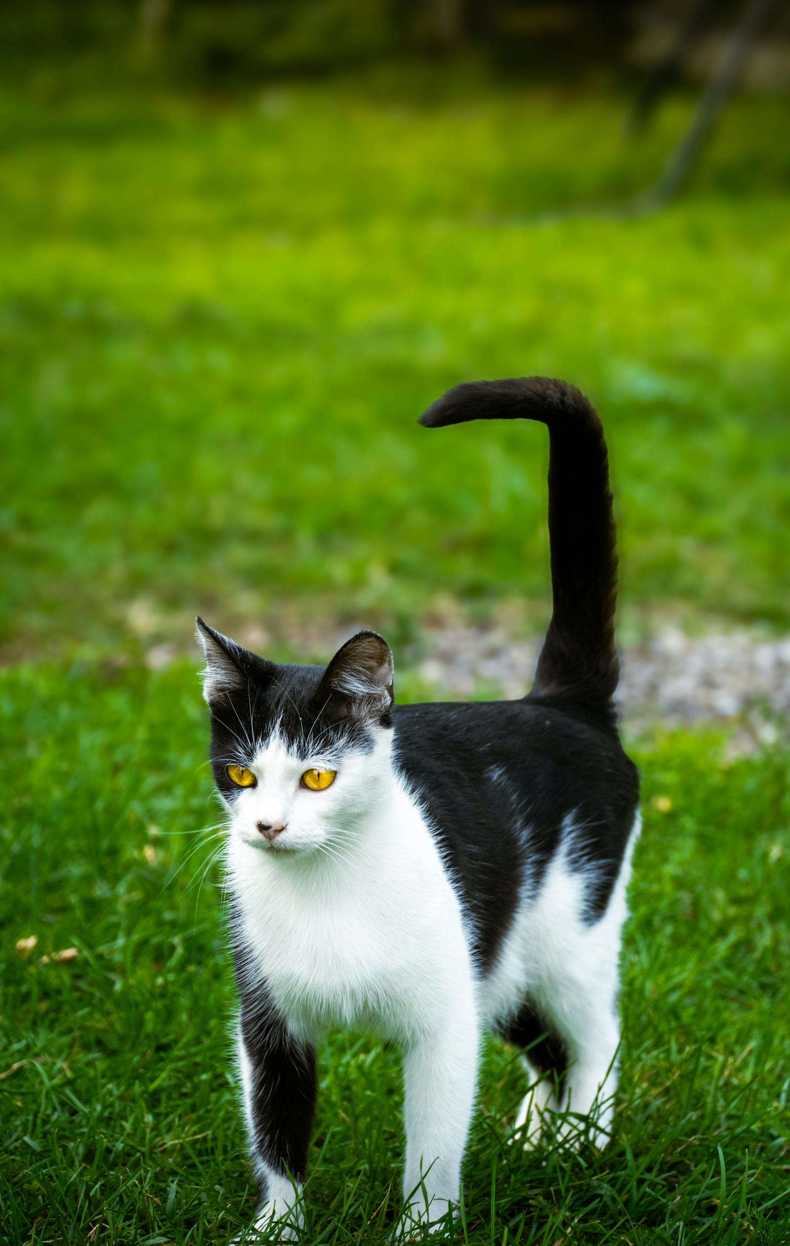 Scared Cat Photos, Download The BEST Free Scared Cat Stock Photos & HD ...