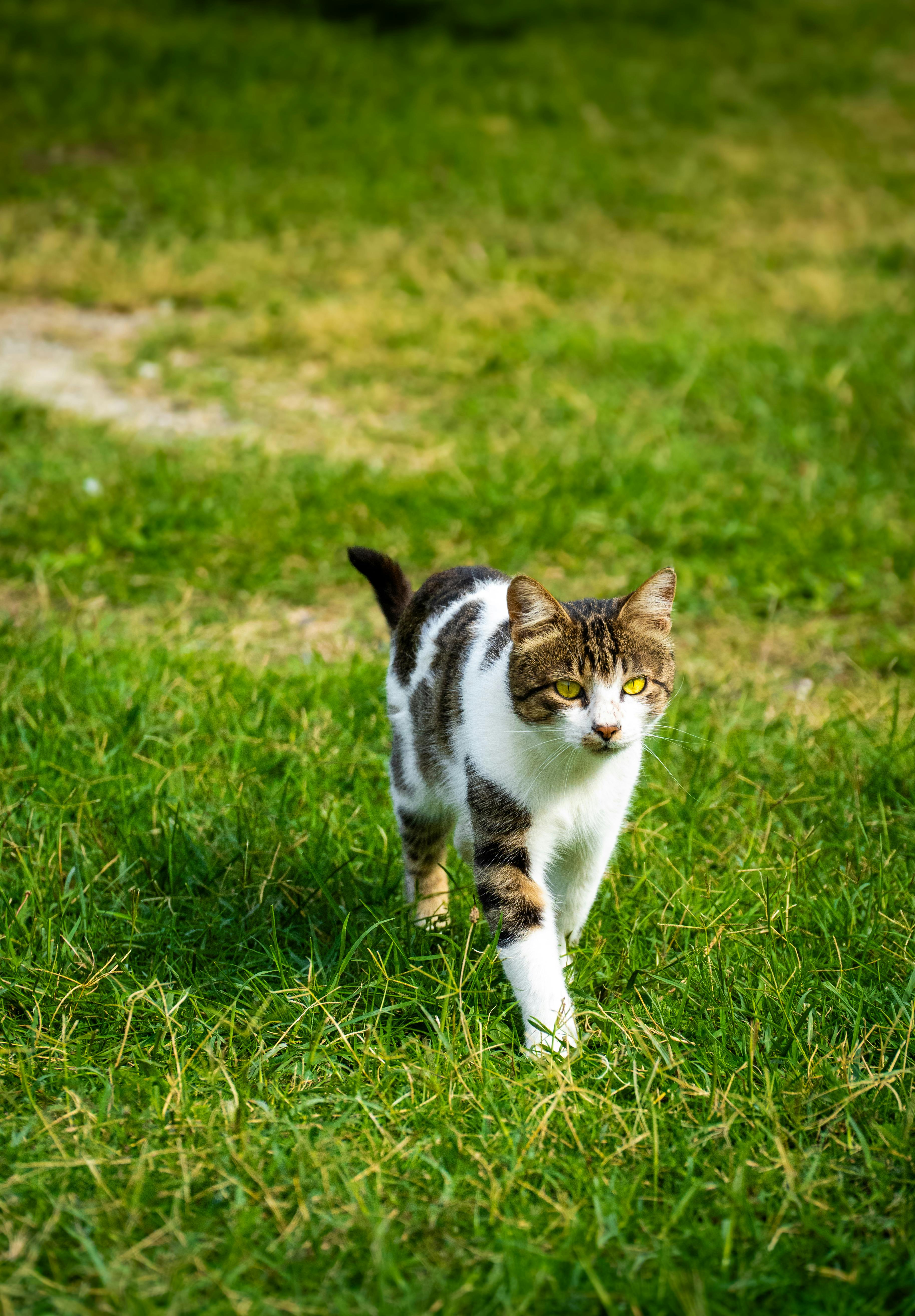 Cats Moving Light Photos, Download The BEST Free Cats Moving Light ...