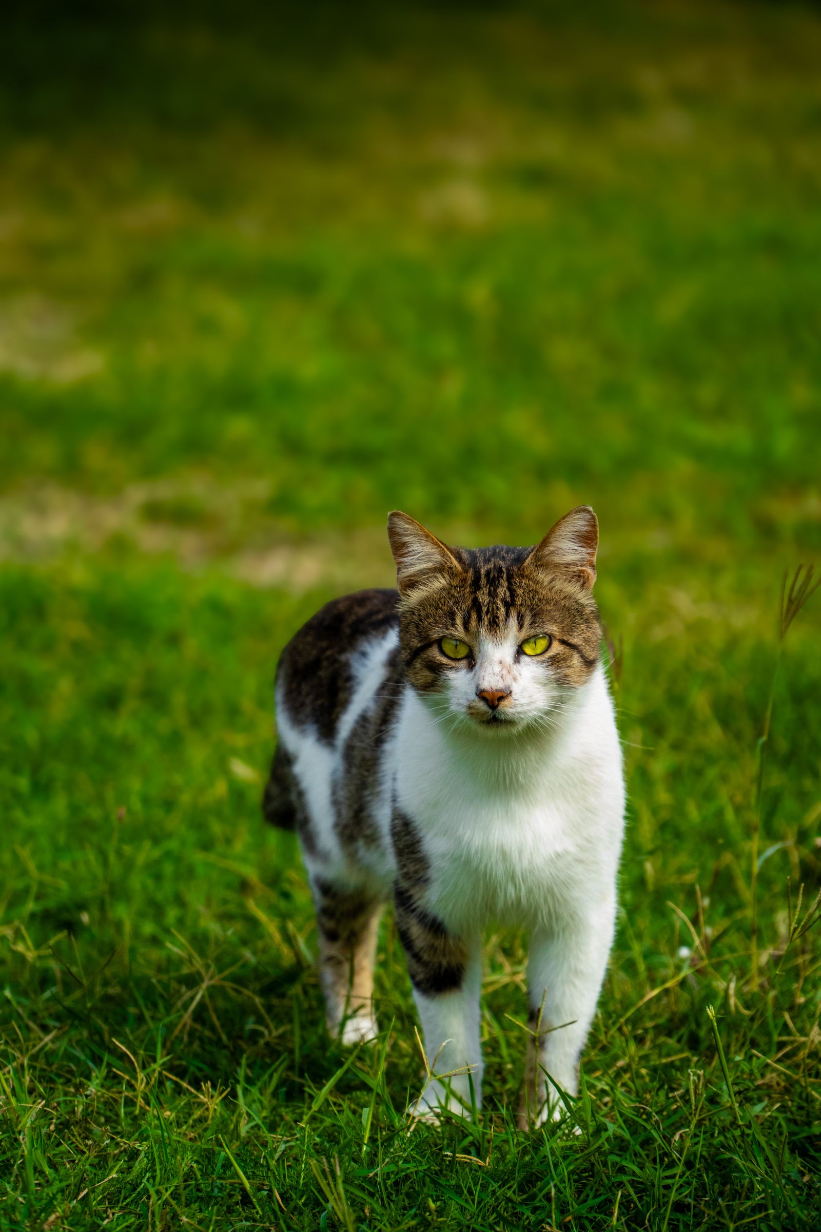 Orrange Tabby Cat Photos, Download The BEST Free Orrange Tabby Cat ...