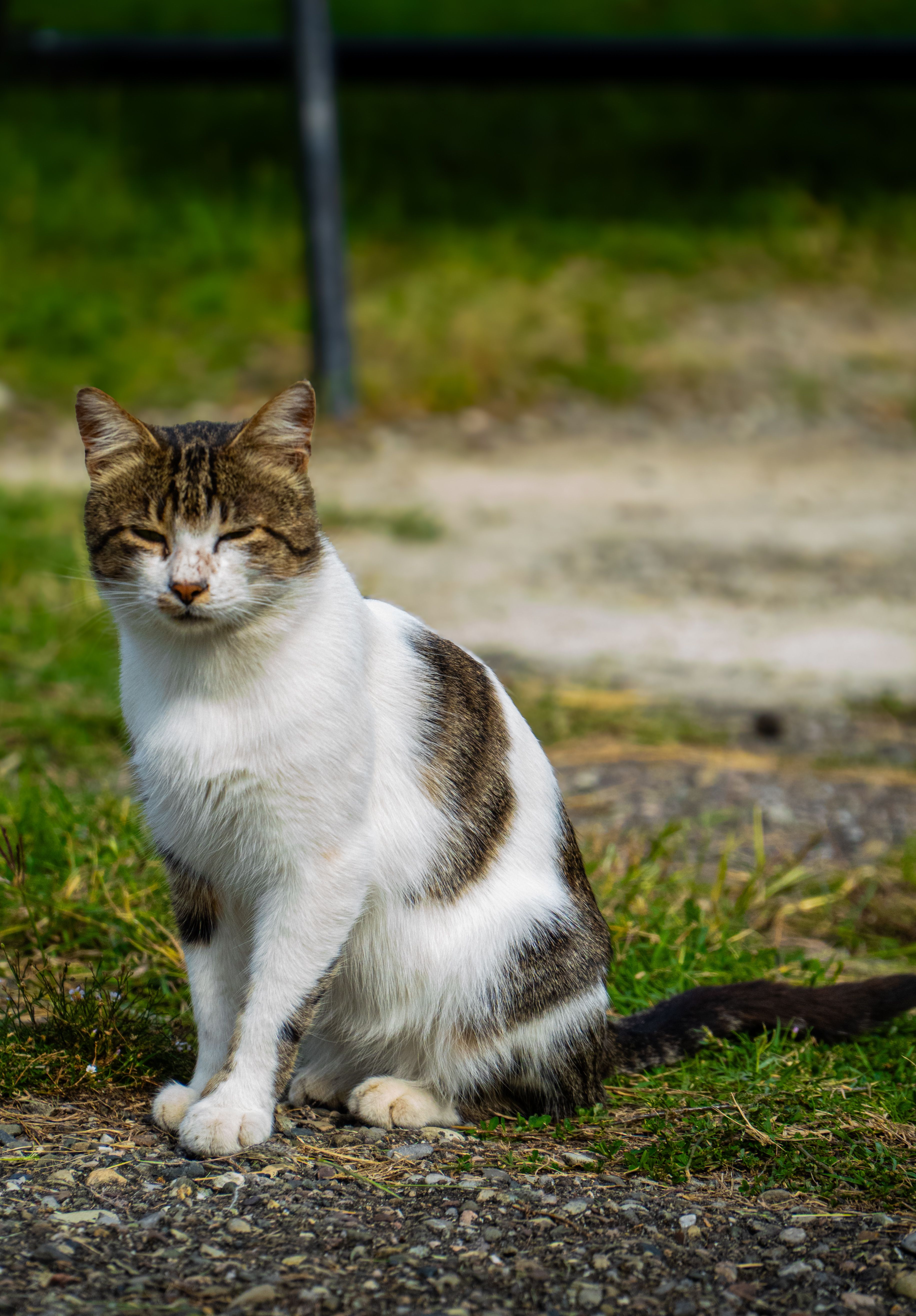 Charming Farm Cat Posing Outdoors · Free Stock Photo