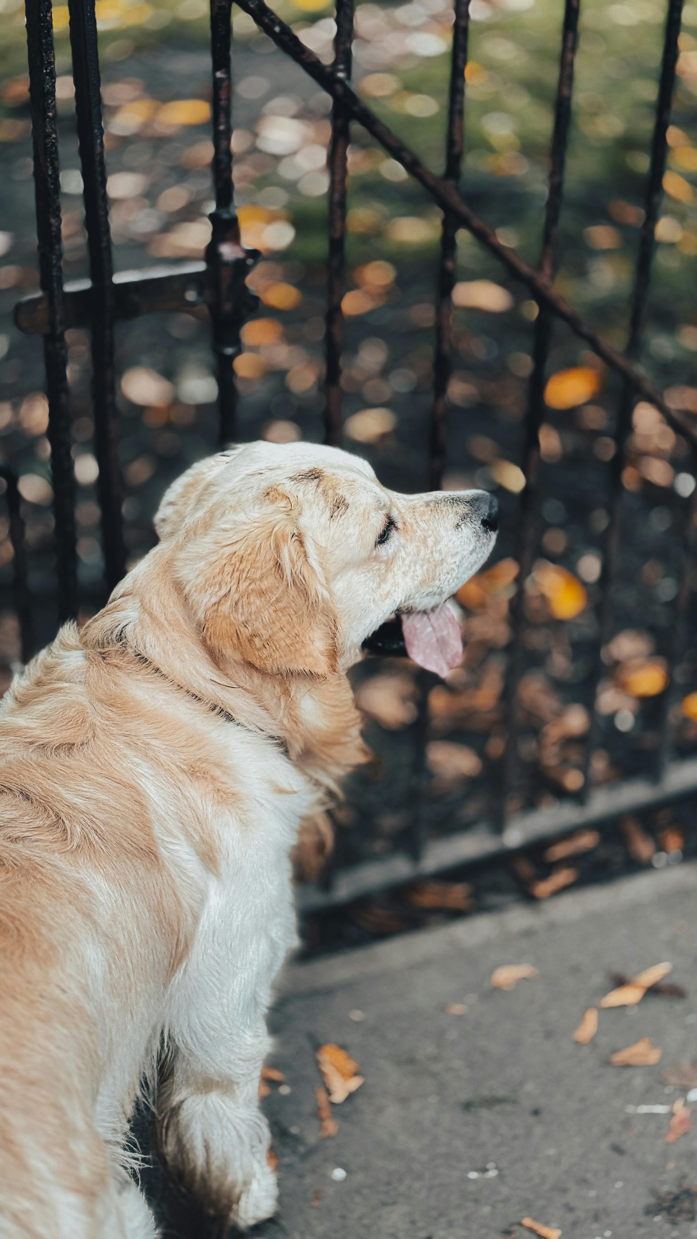 Guide Dog Photos, Download The BEST Free Guide Dog Stock Photos & HD Images