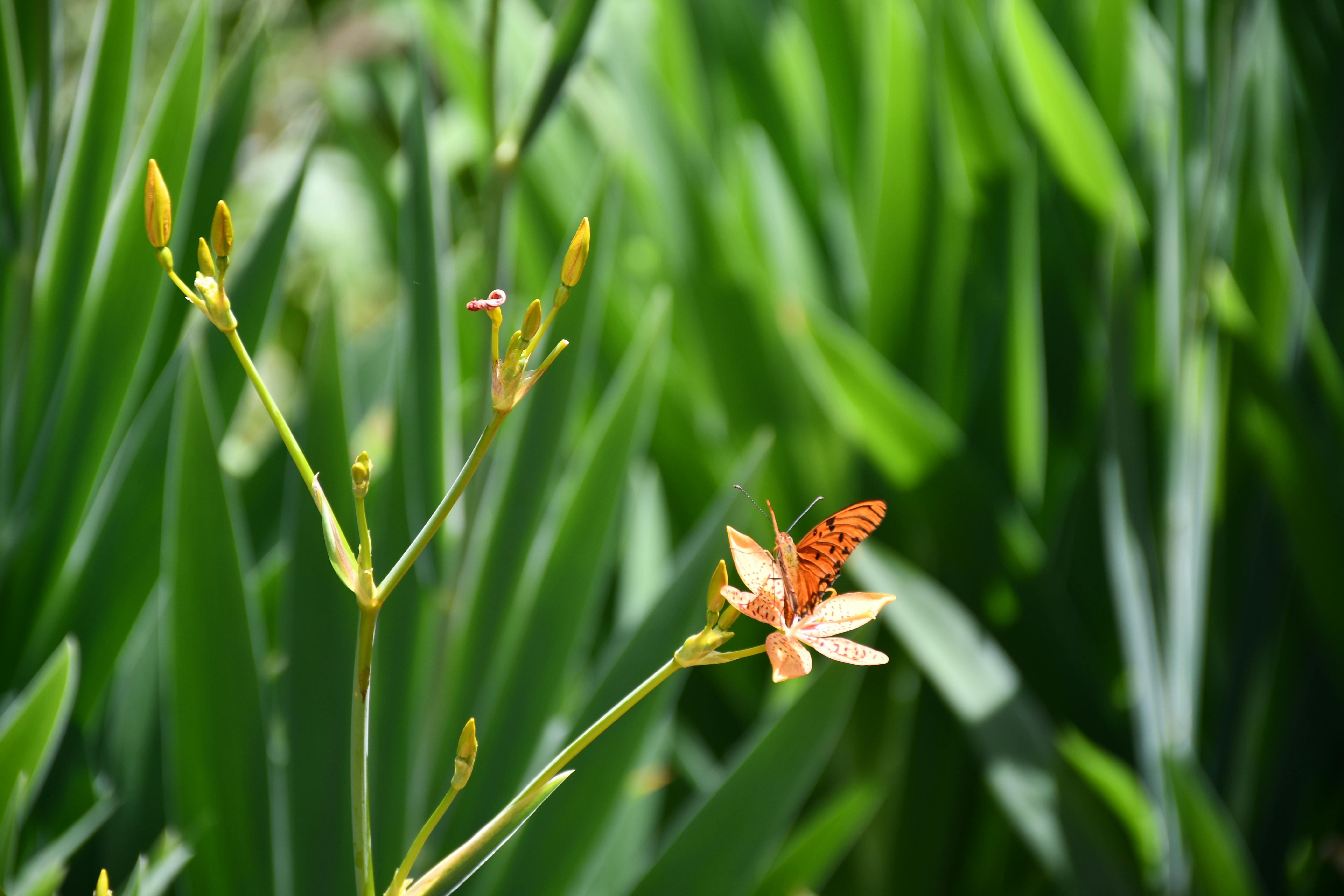Macro Patterns In Nature Photos, Download The BEST Free Macro Patterns ...