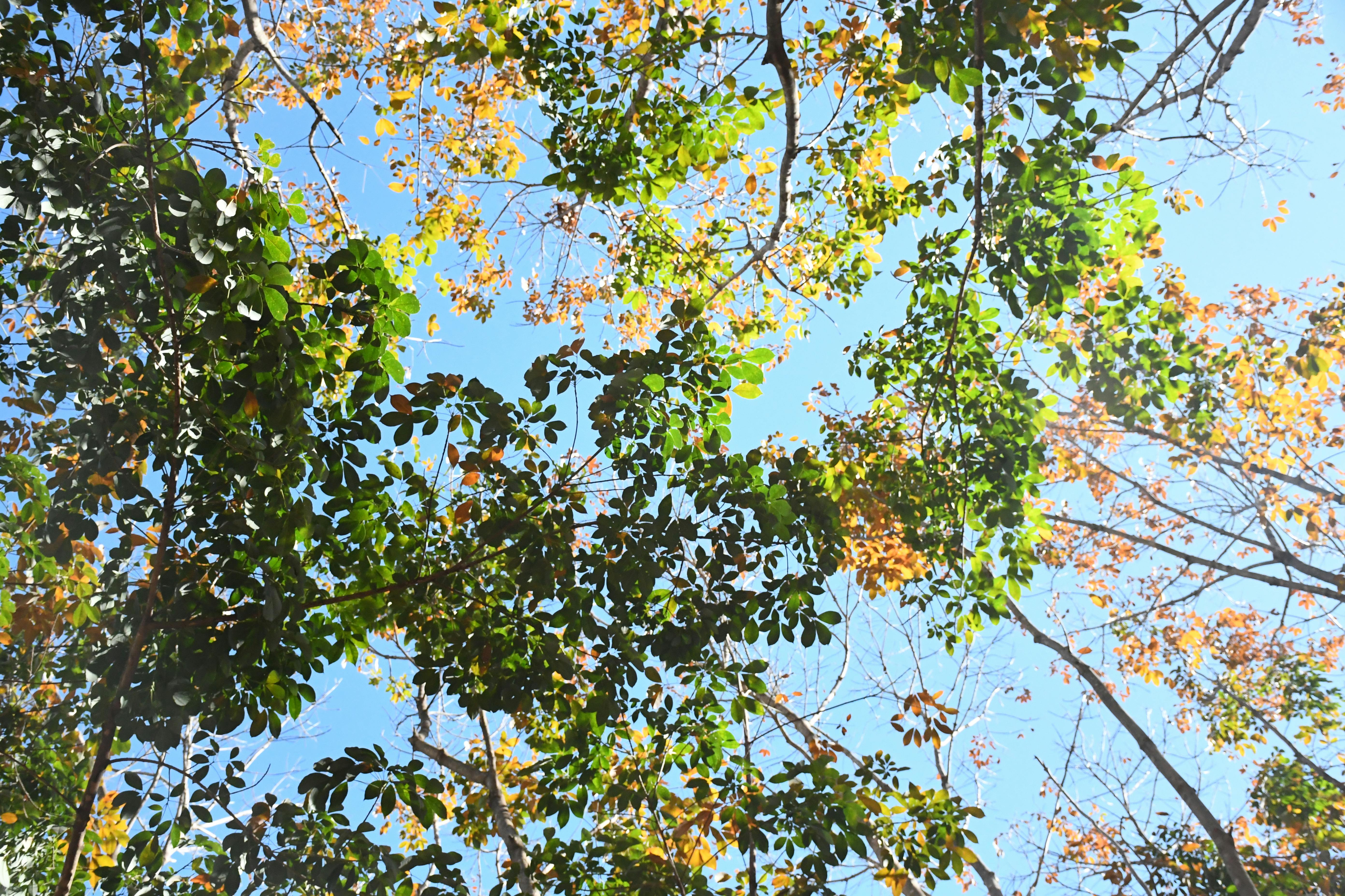 Vibrant Canopy of Cerrado Trees in Brazil · Free Stock Photo