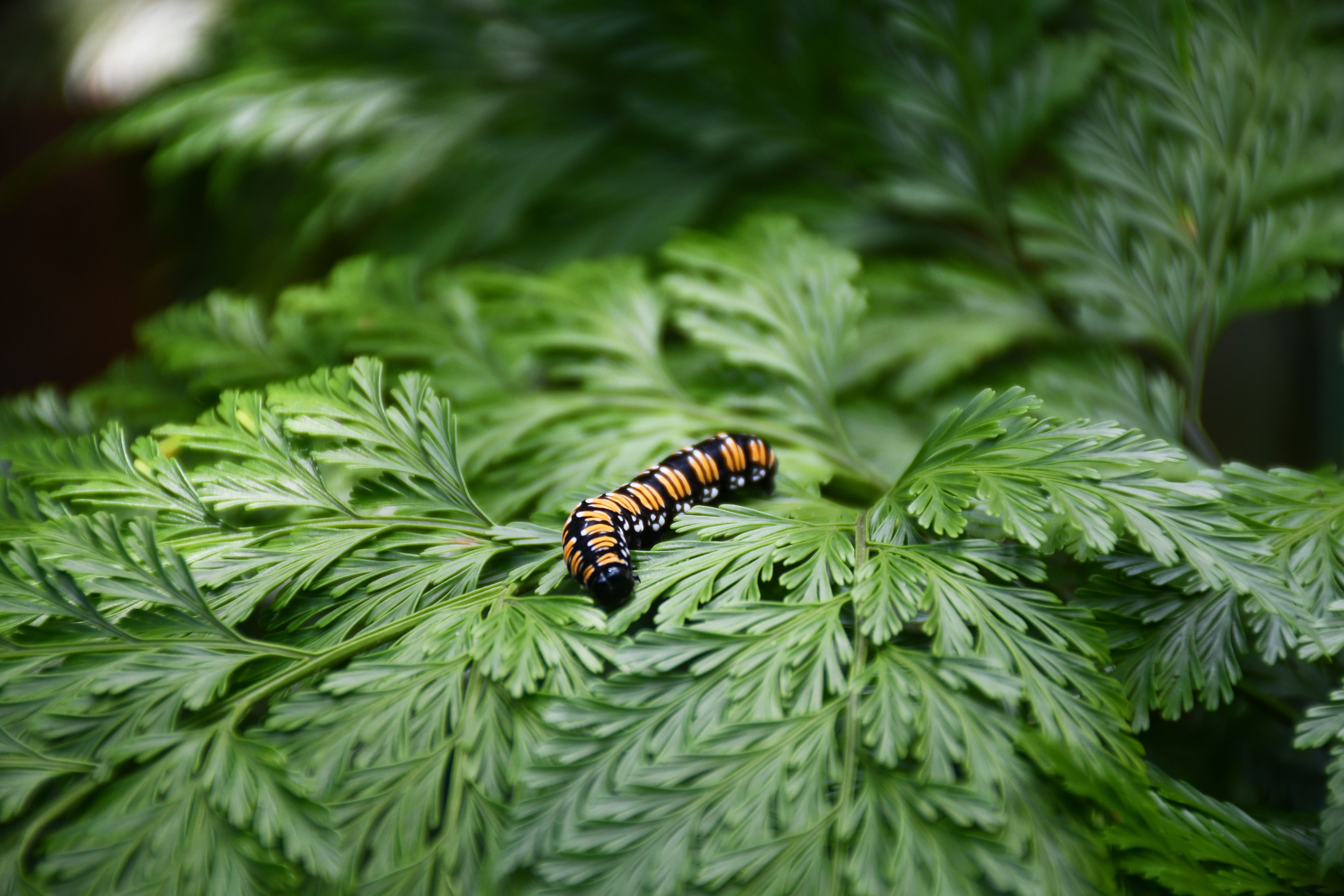 Vibrant Monarch Caterpillar on Fern Leaves · Free Stock Photo