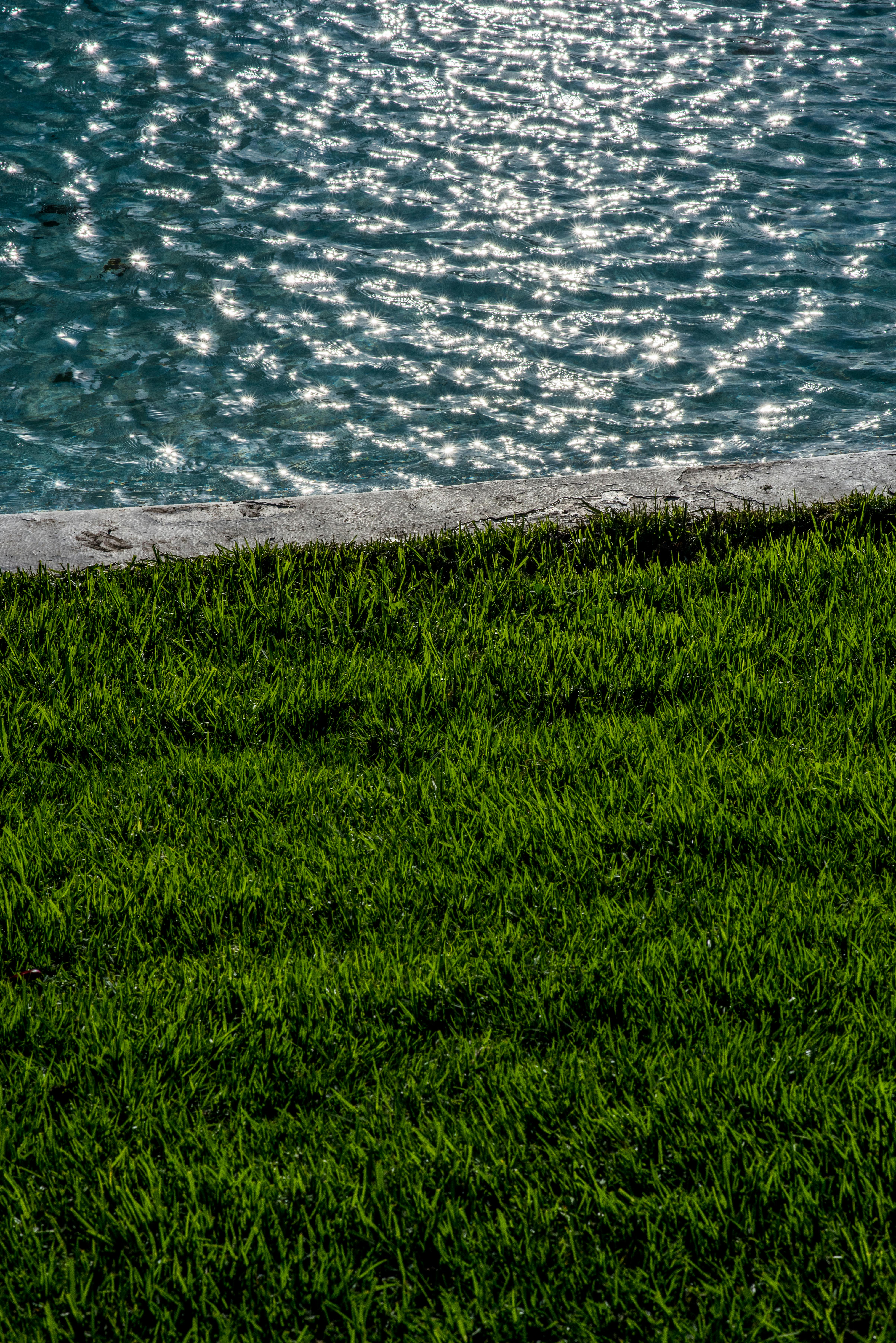 Serene Waterside Grass with Sunlit Reflections · Free Stock Photo