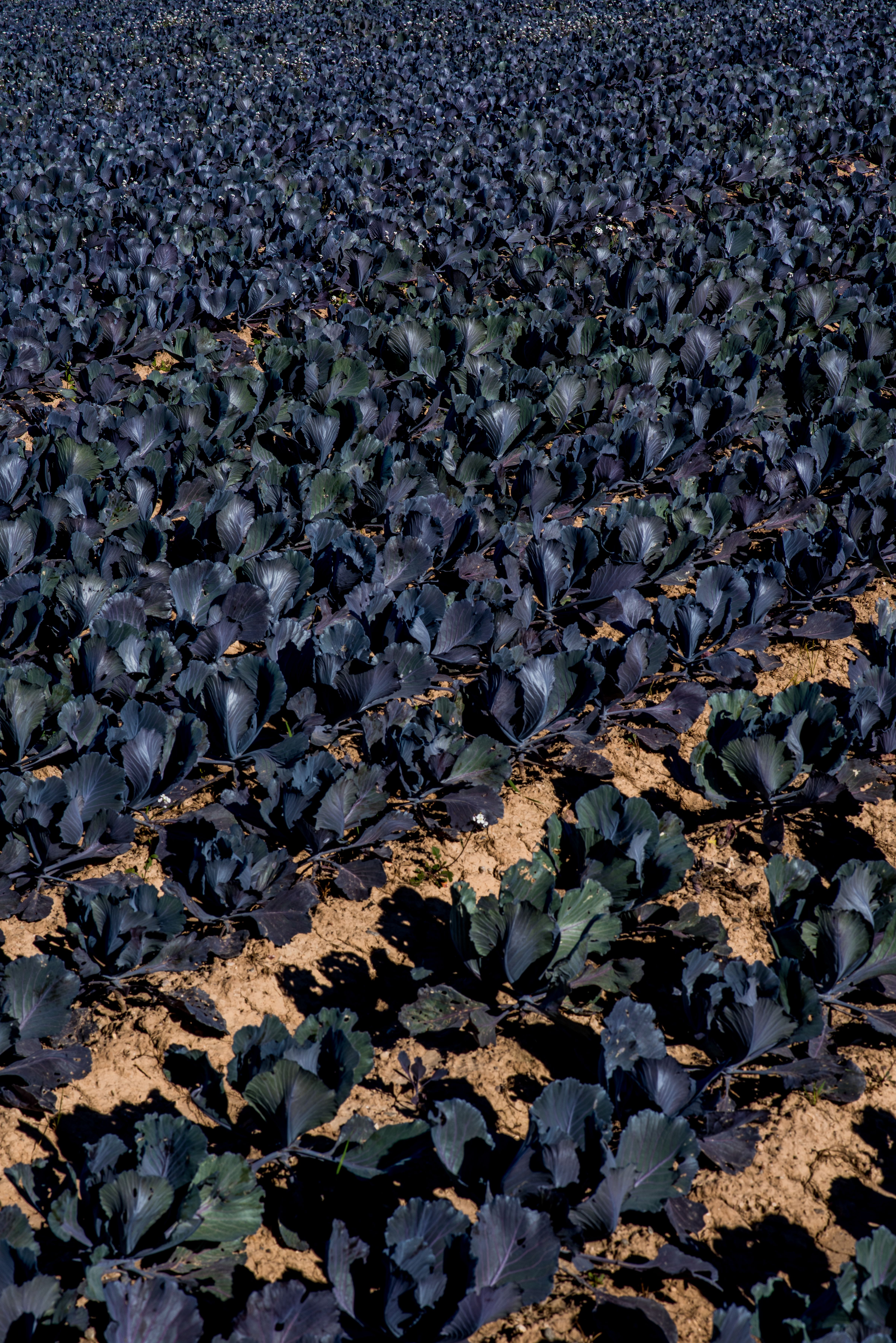 Planting Field Photos, Download The BEST Free Planting Field Stock ...