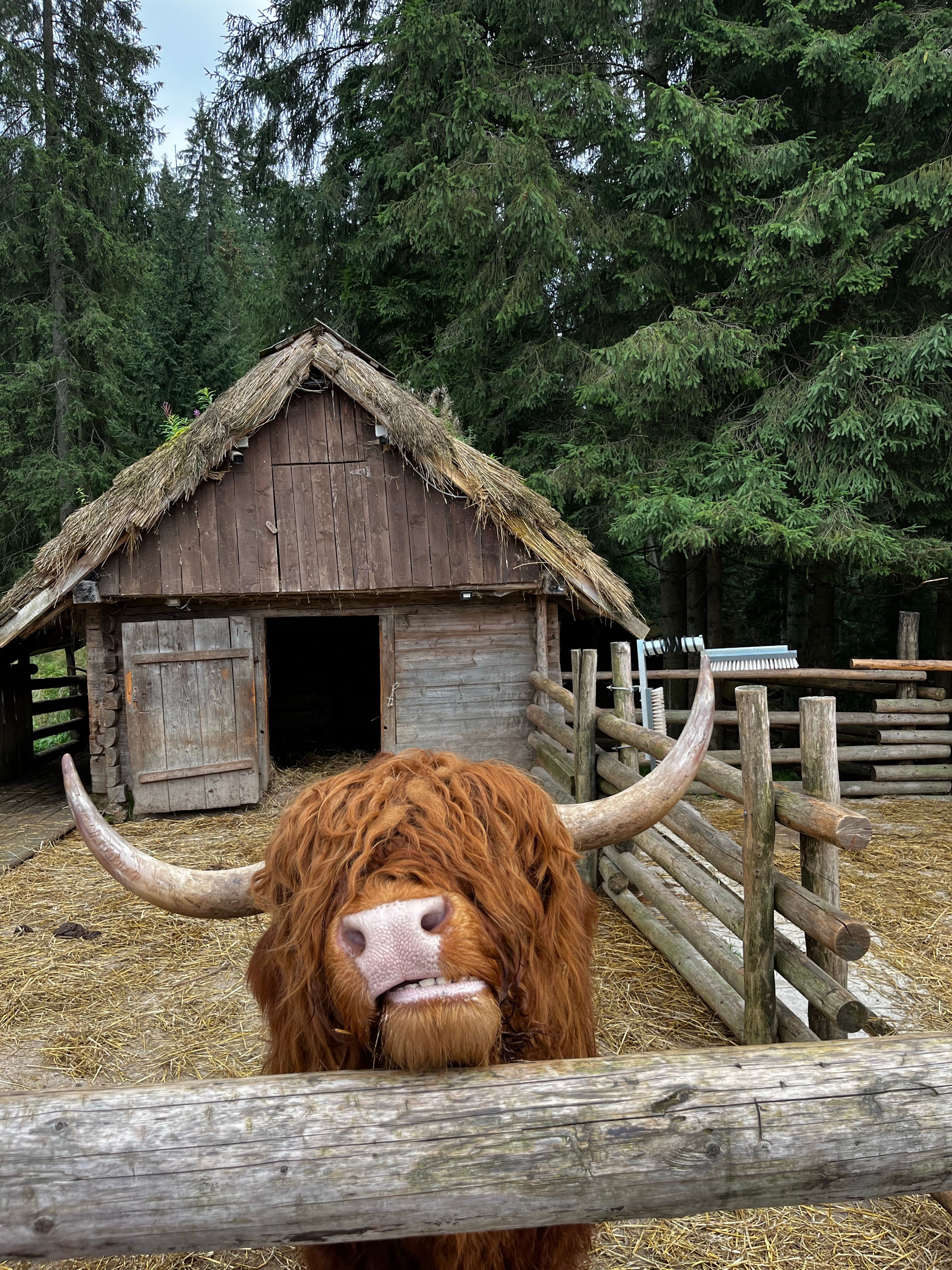 Highland Cow in Rustic Farm Settings, Bukovel · Free Stock Photo