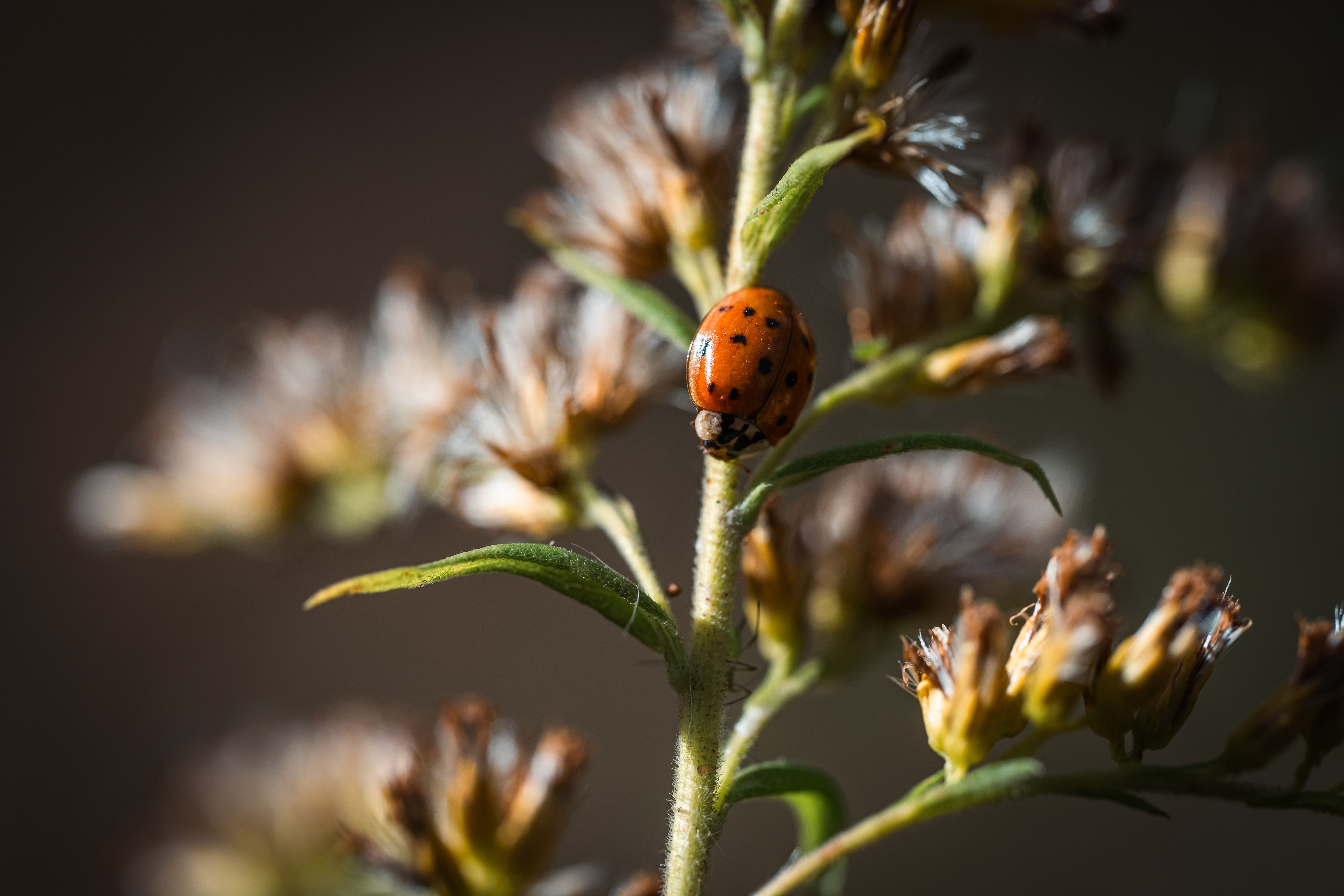 Close-up of a Ladybug on a Plant Stem · Free Stock Photo