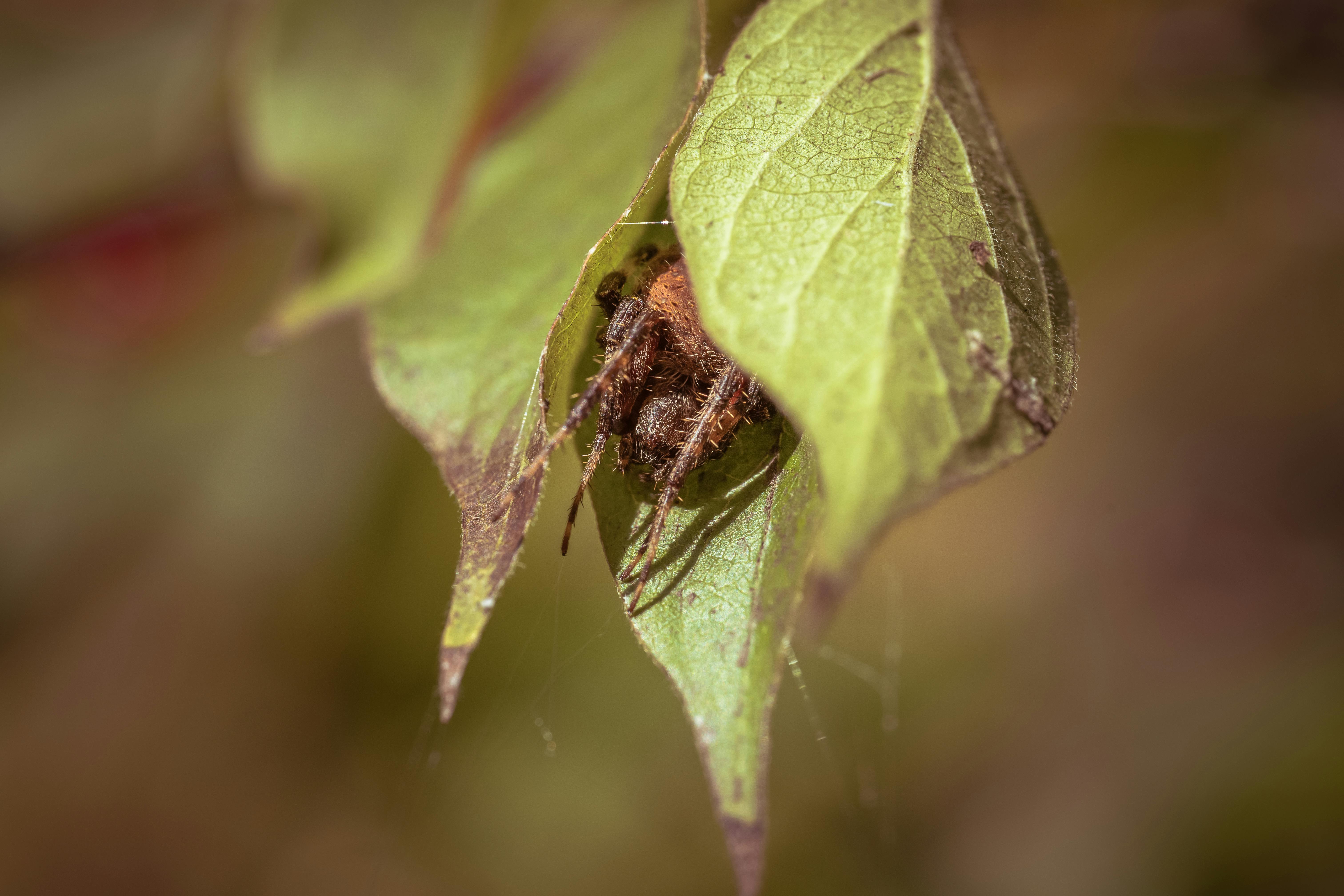 Insect Texture Photos, Download The BEST Free Insect Texture Stock ...