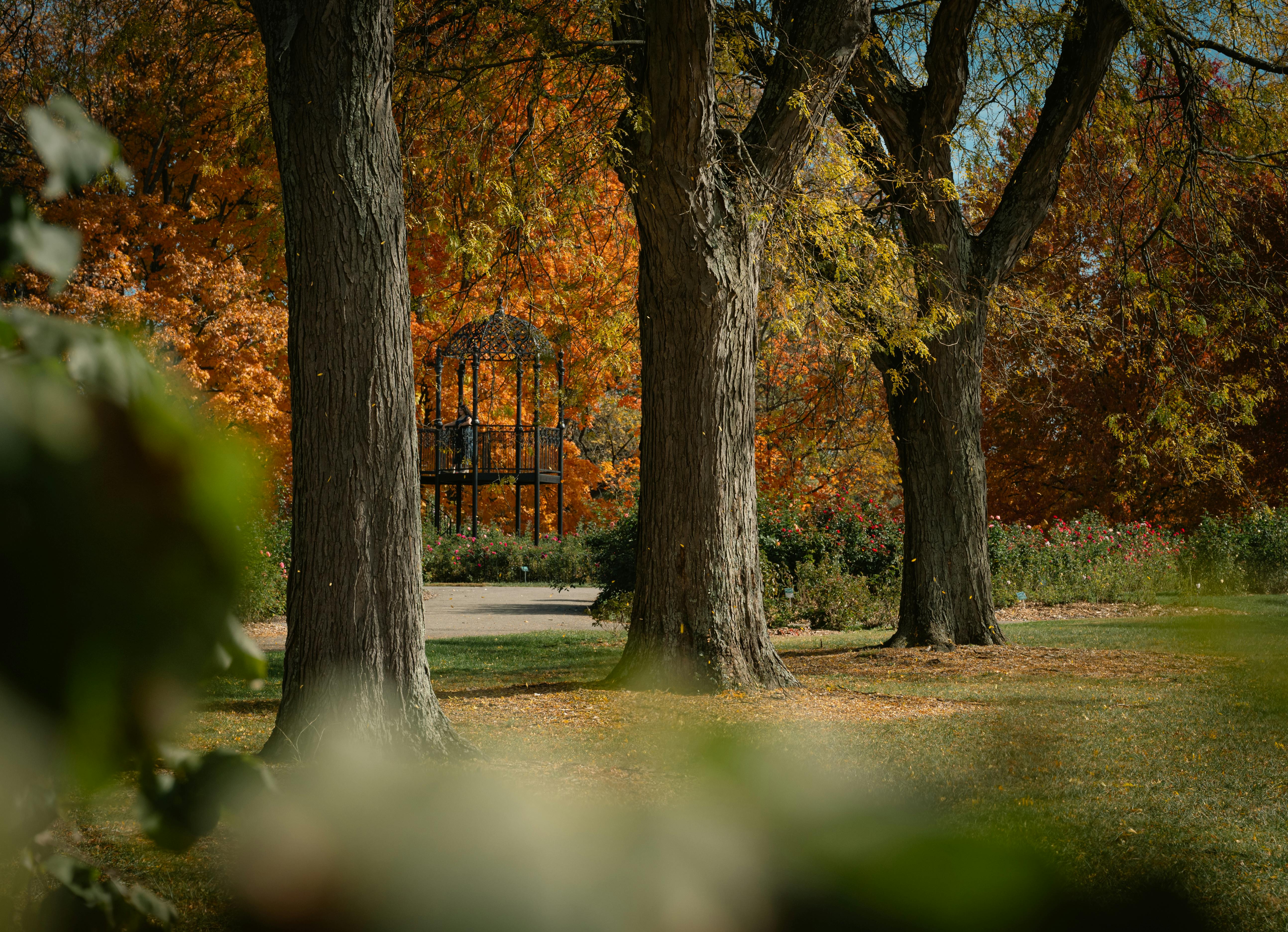Autumn Park Scene with Trees and Gazebo · Free Stock Photo