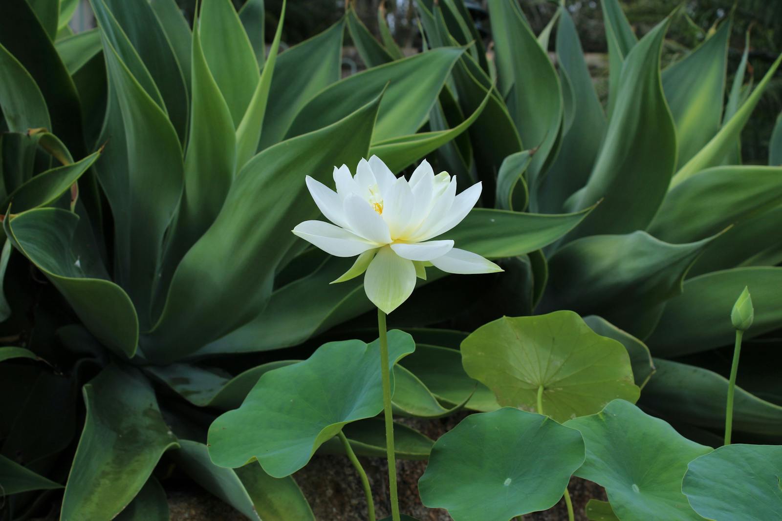 White Lotus Flower Photos, Download The BEST Free White Lotus Flower ...