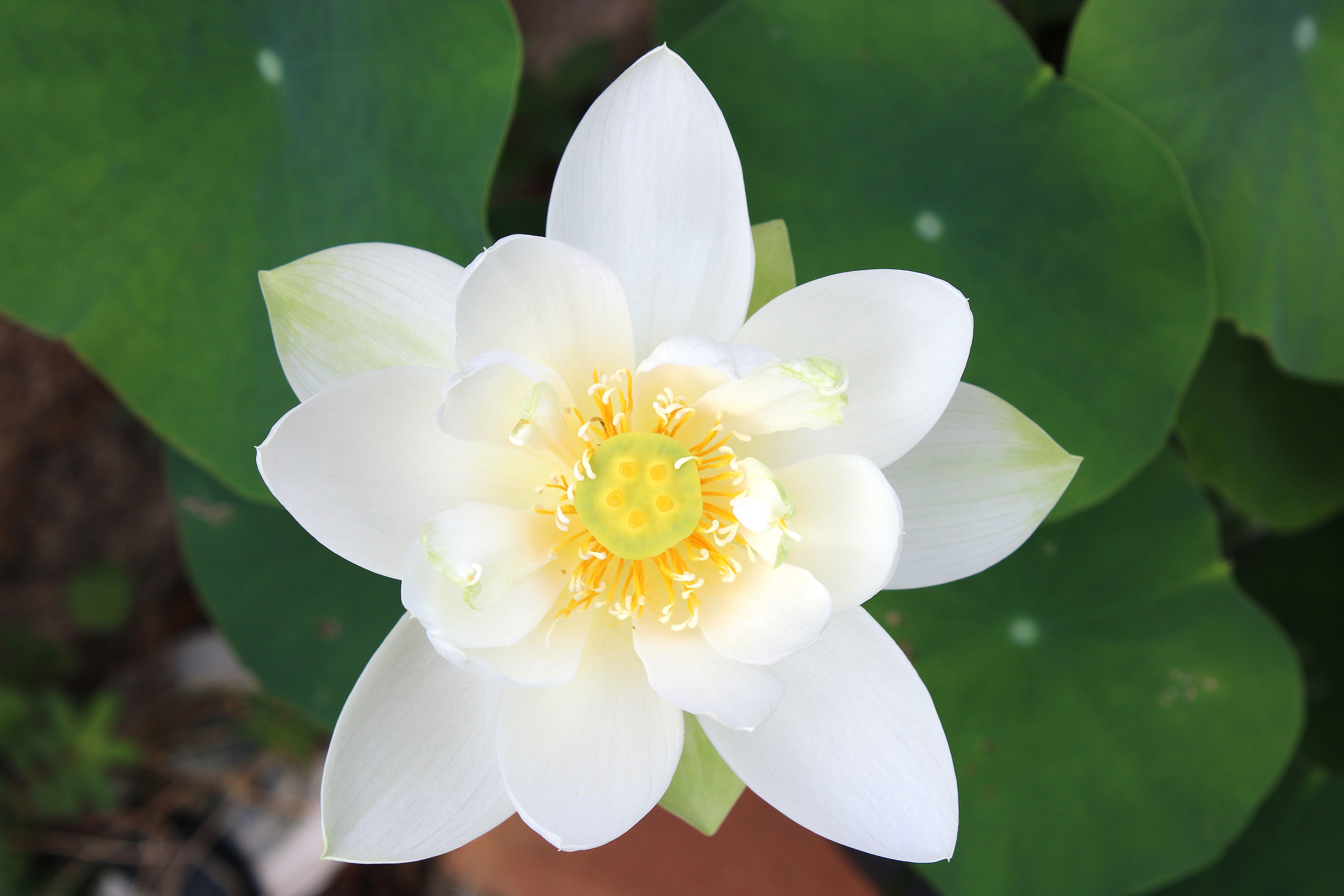 Beautiful White Lotus Flower in Full Bloom · Free Stock Photo