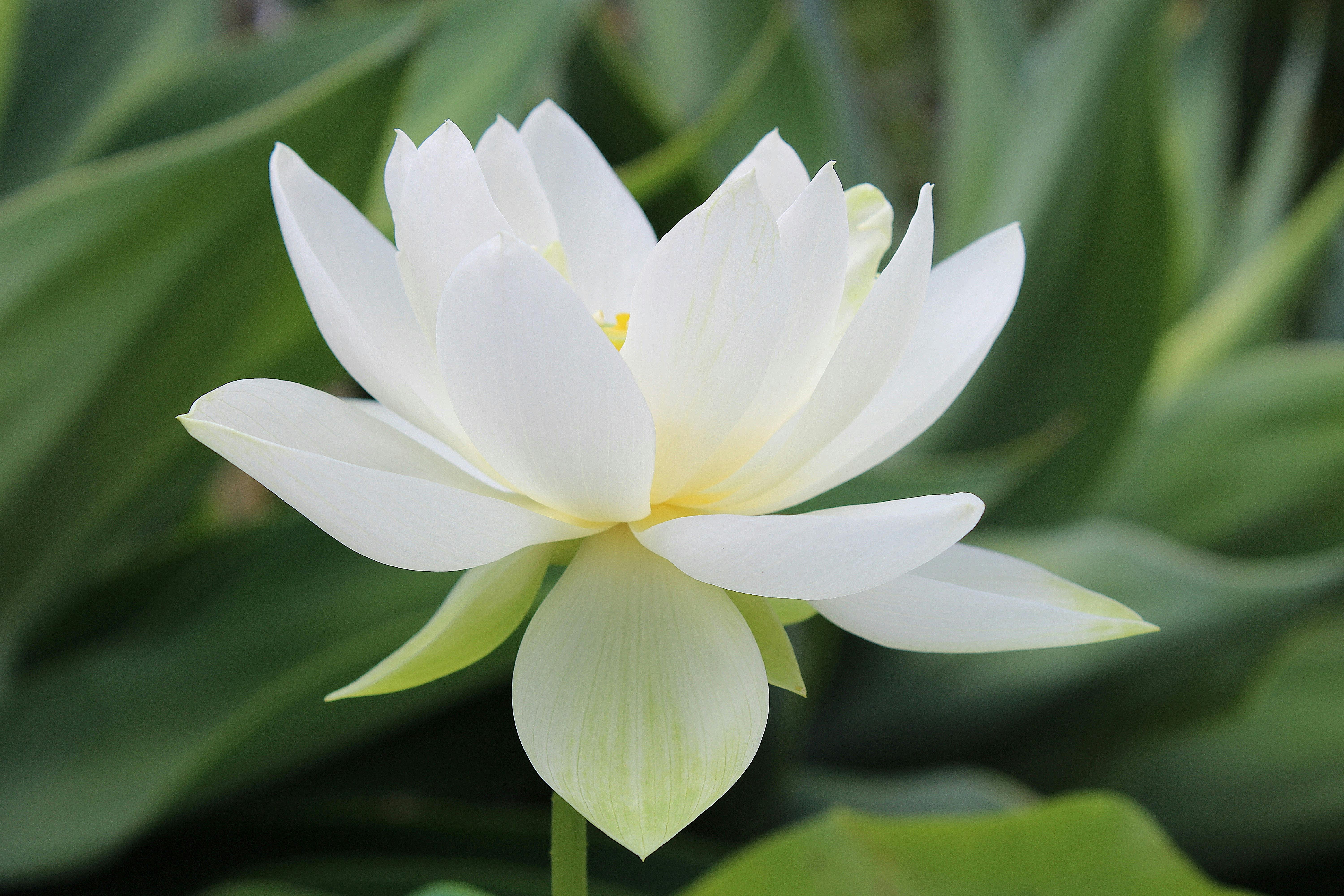 Fleur De Lotus Blanche élégante Dans Le Jardin De Brisbane · Photo gratuite