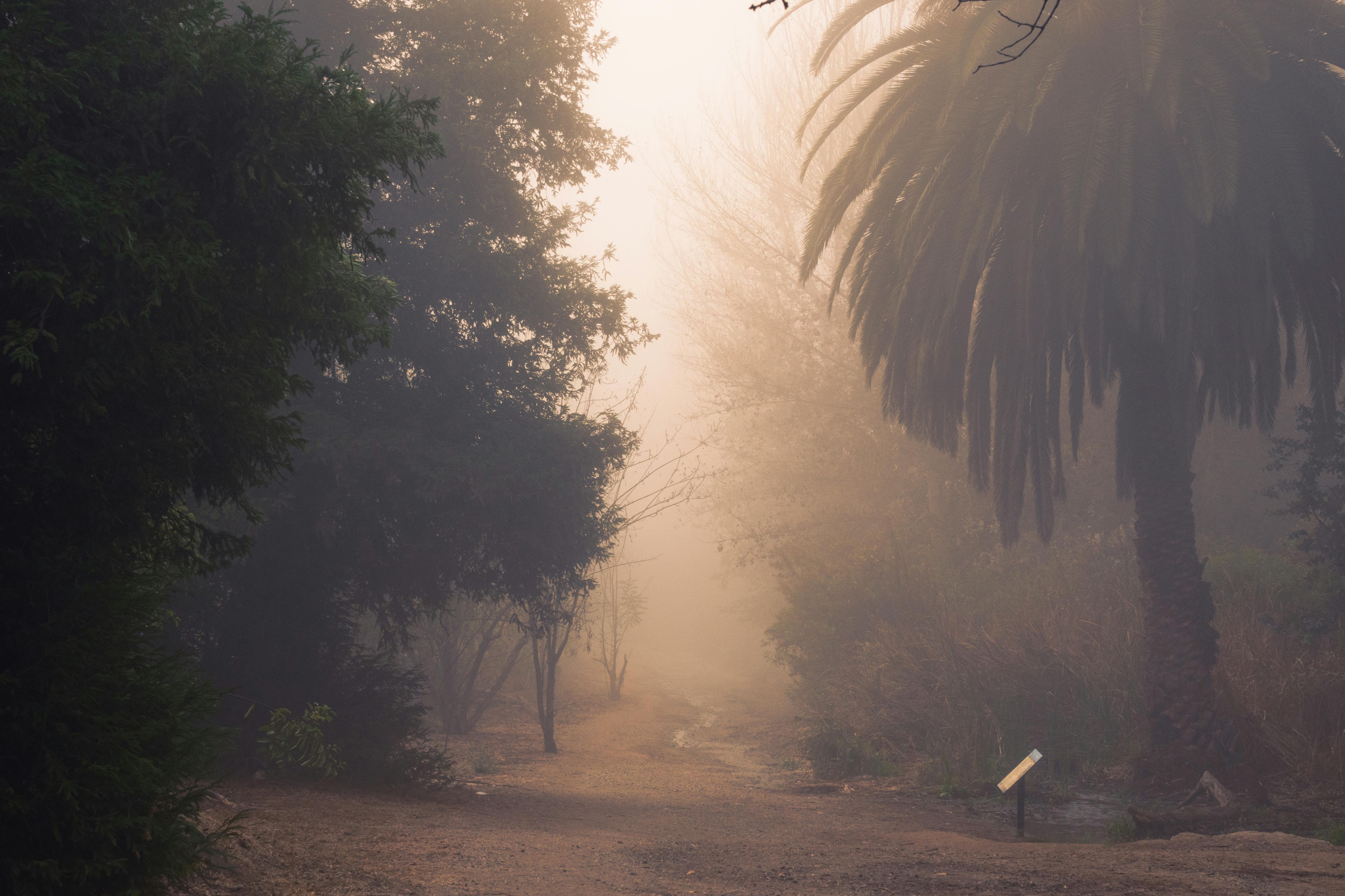 Foggy Pathway with Misty Palm Trees at Sunrise · Free Stock Photo