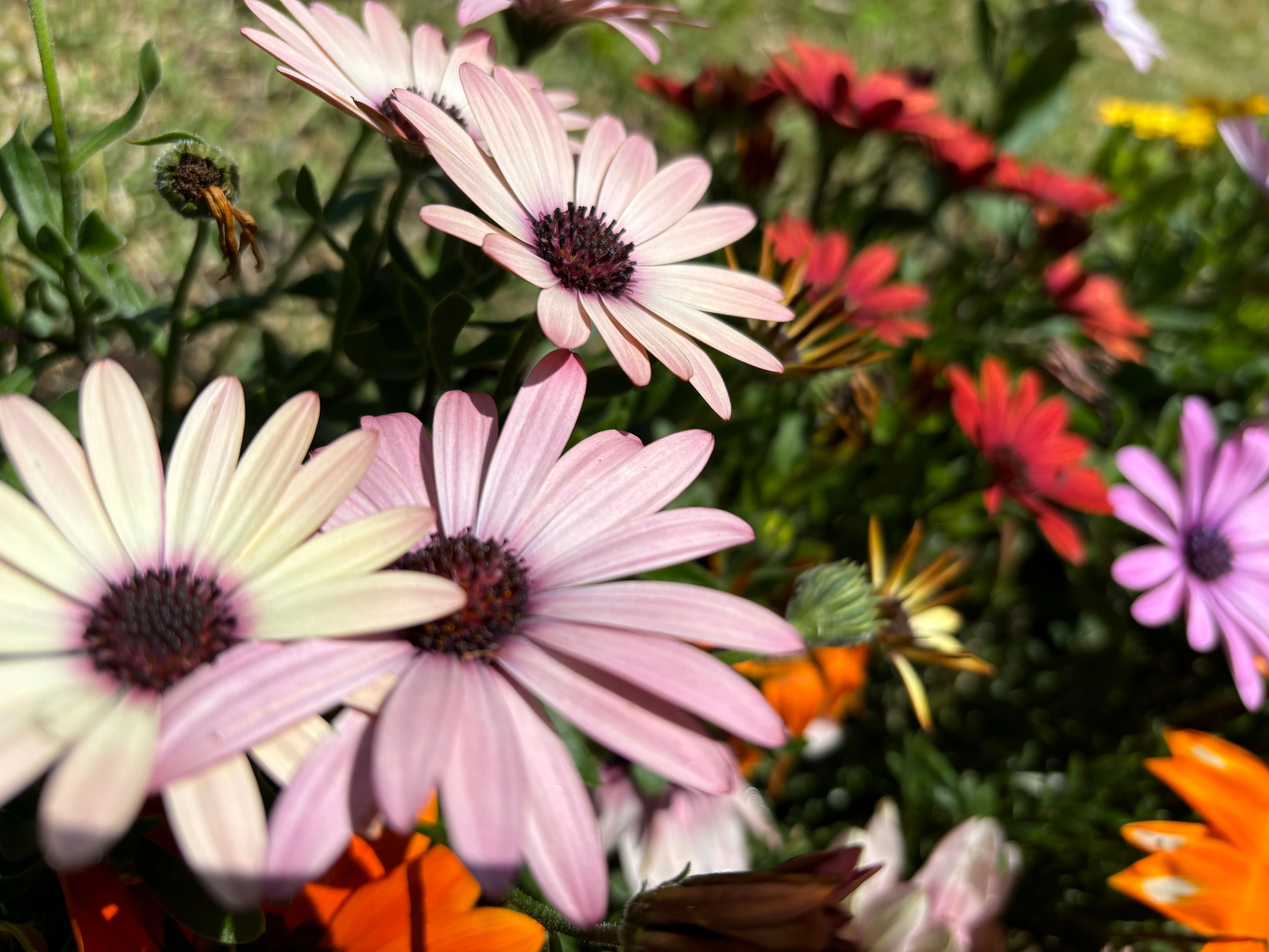 Vibrant Close-up of Colorful Spring Daisies · Free Stock Photo