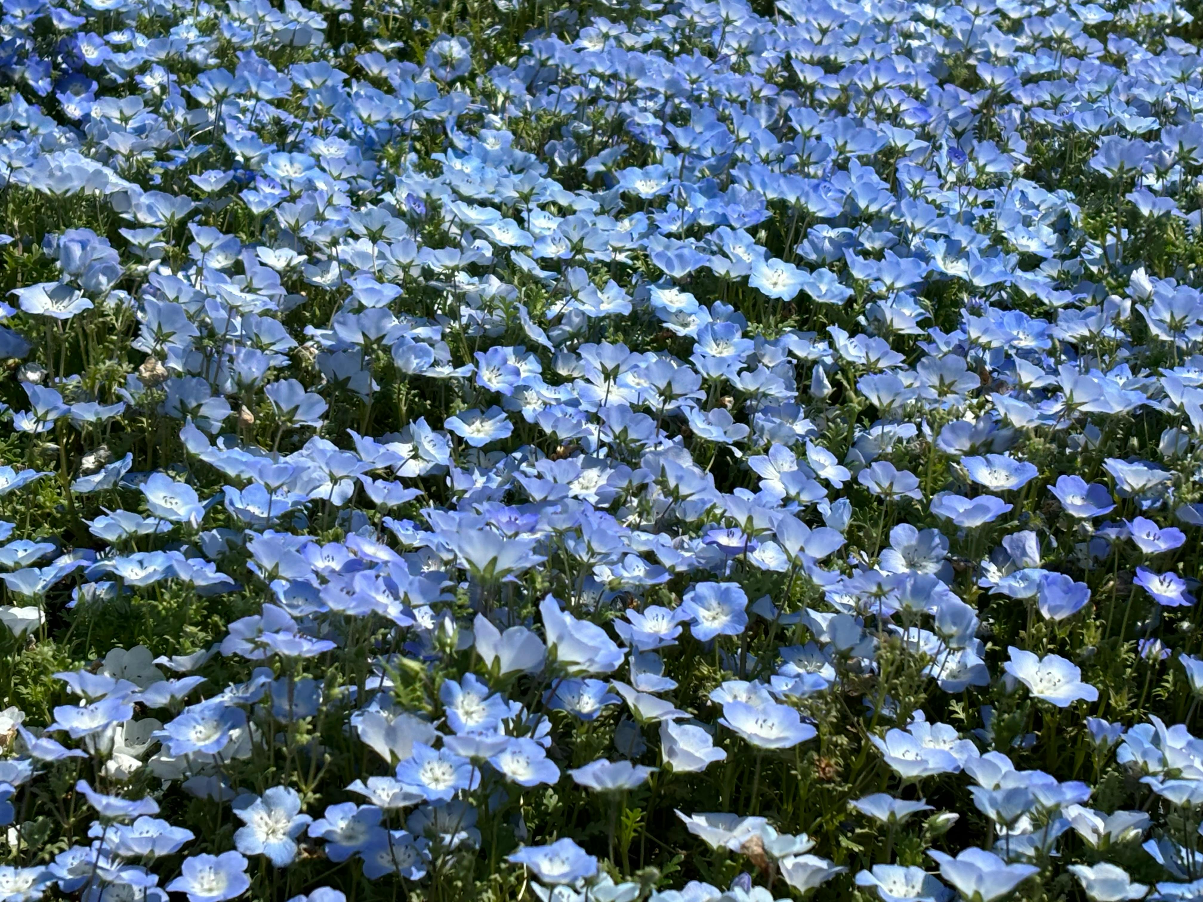 Blossoming Baby Blue Eyes in Full Spring Bloom · Free Stock Photo