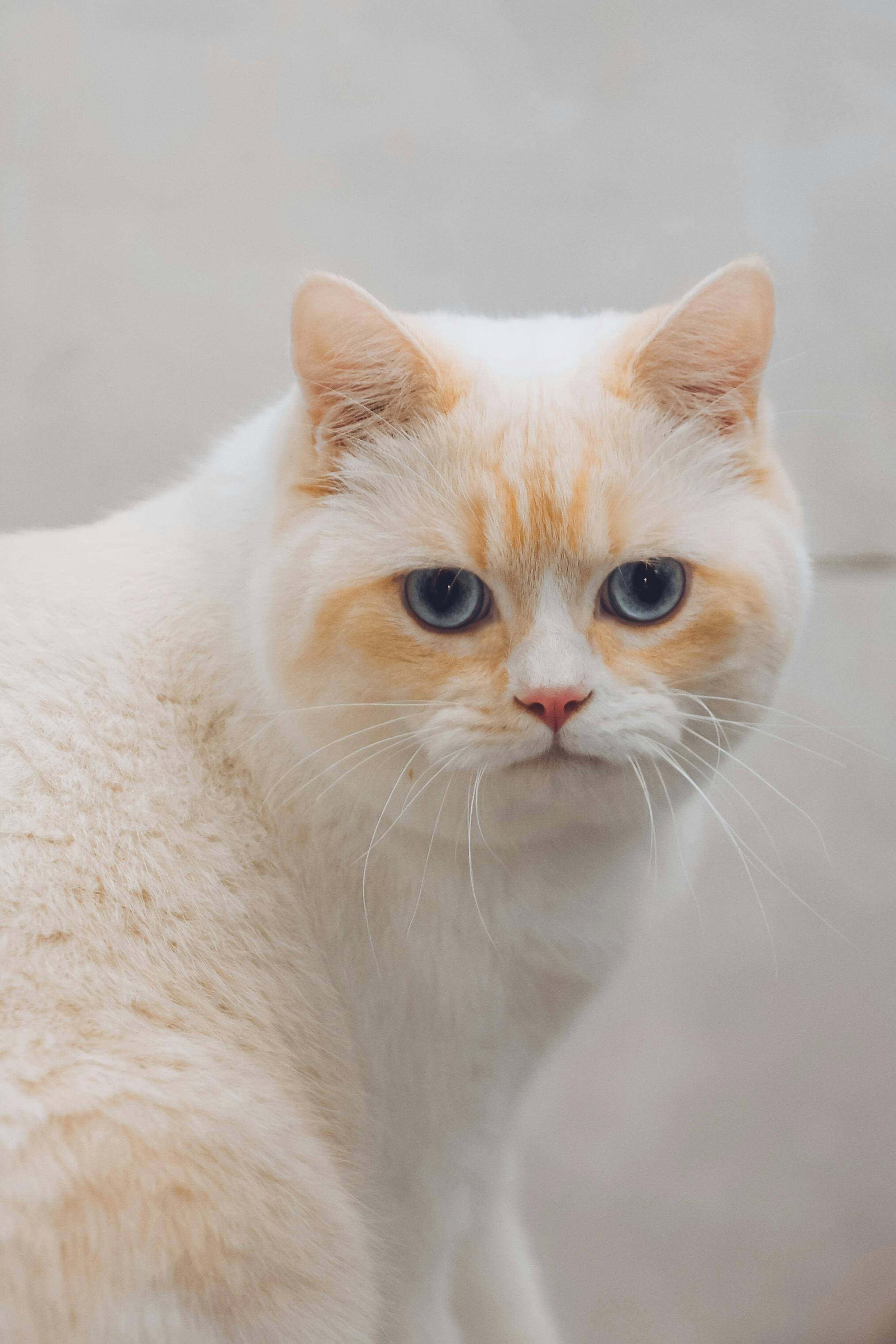 Primer Plano De Un Gato Británico De Pelo Corto De Color Crema · Foto ...
