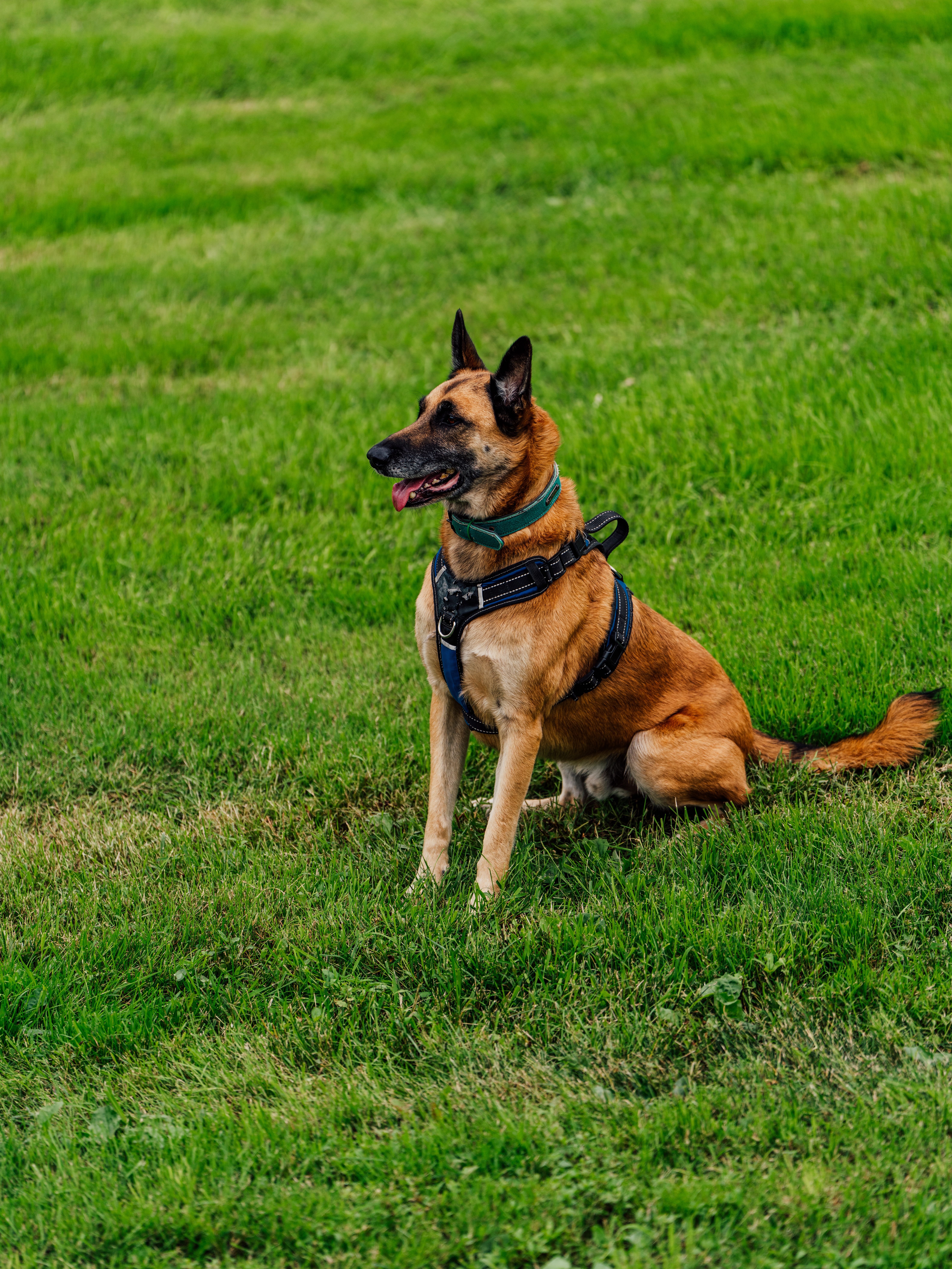 Dog Spiffy Photos, Download The BEST Free Dog Spiffy Stock Photos & HD ...