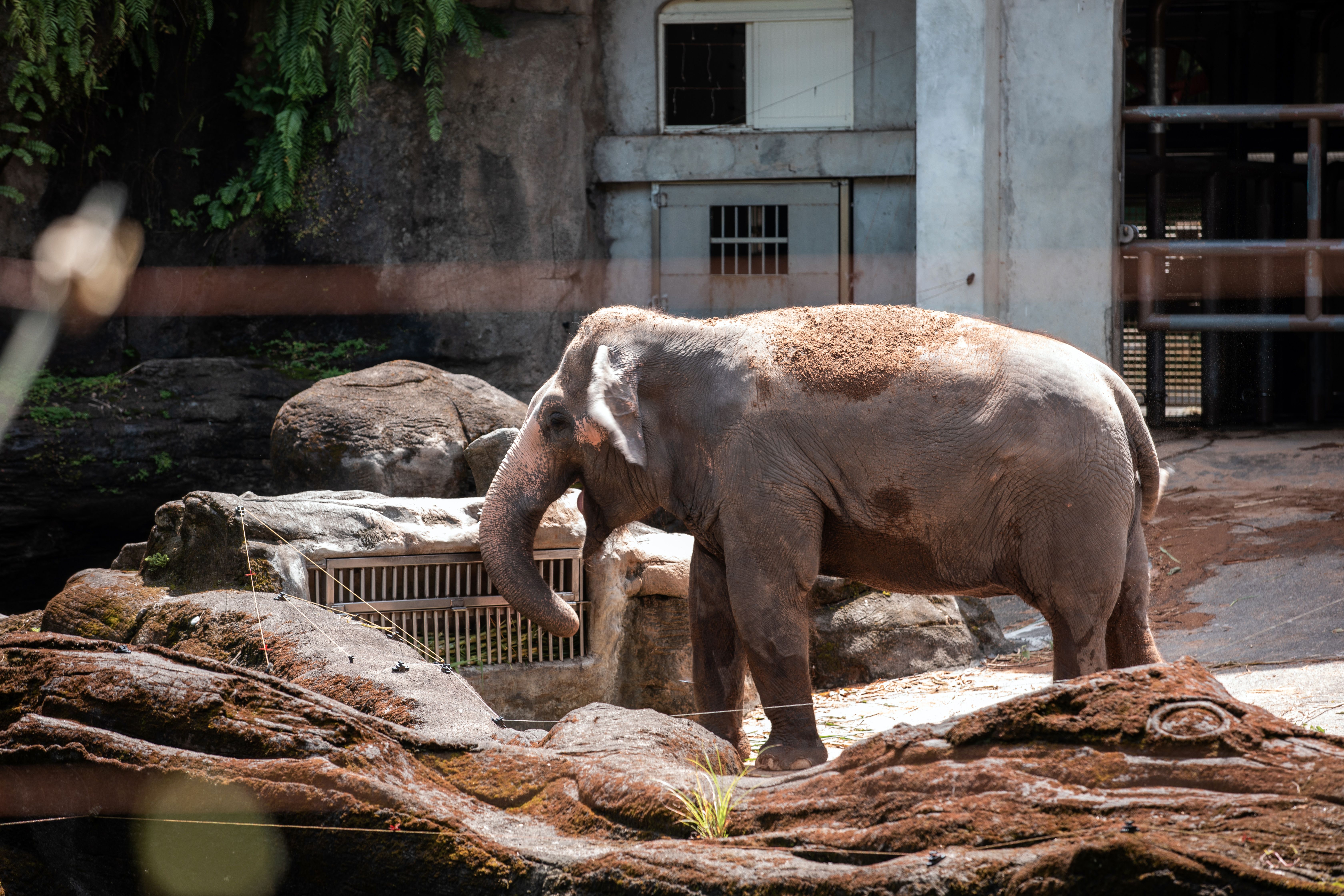 Elefante Asiático En Hábitat Zoológico Durante El Día · Foto de stock ...