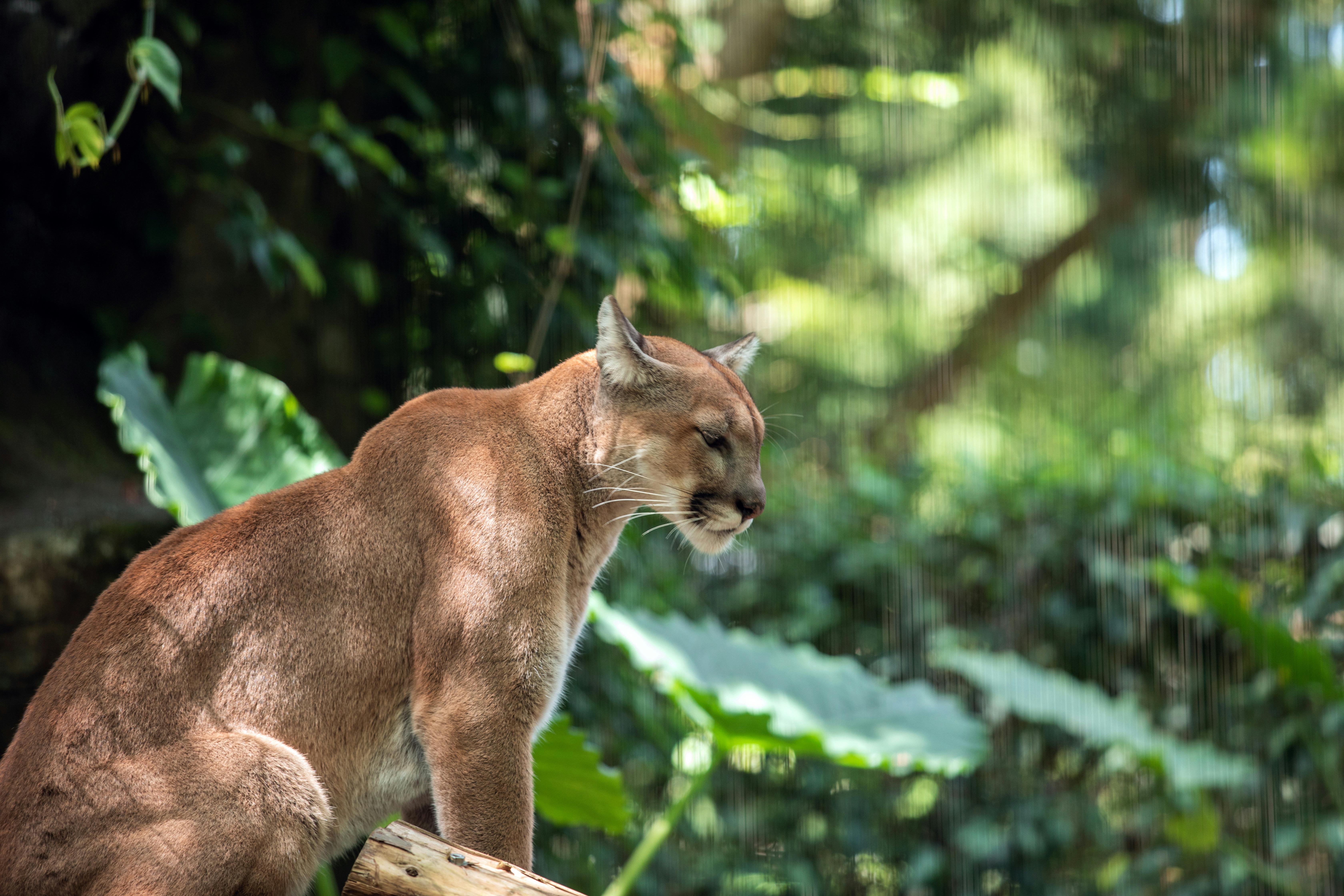 Retrato De Um Puma Em Meio A Uma Vegetação Exuberante · Foto ...