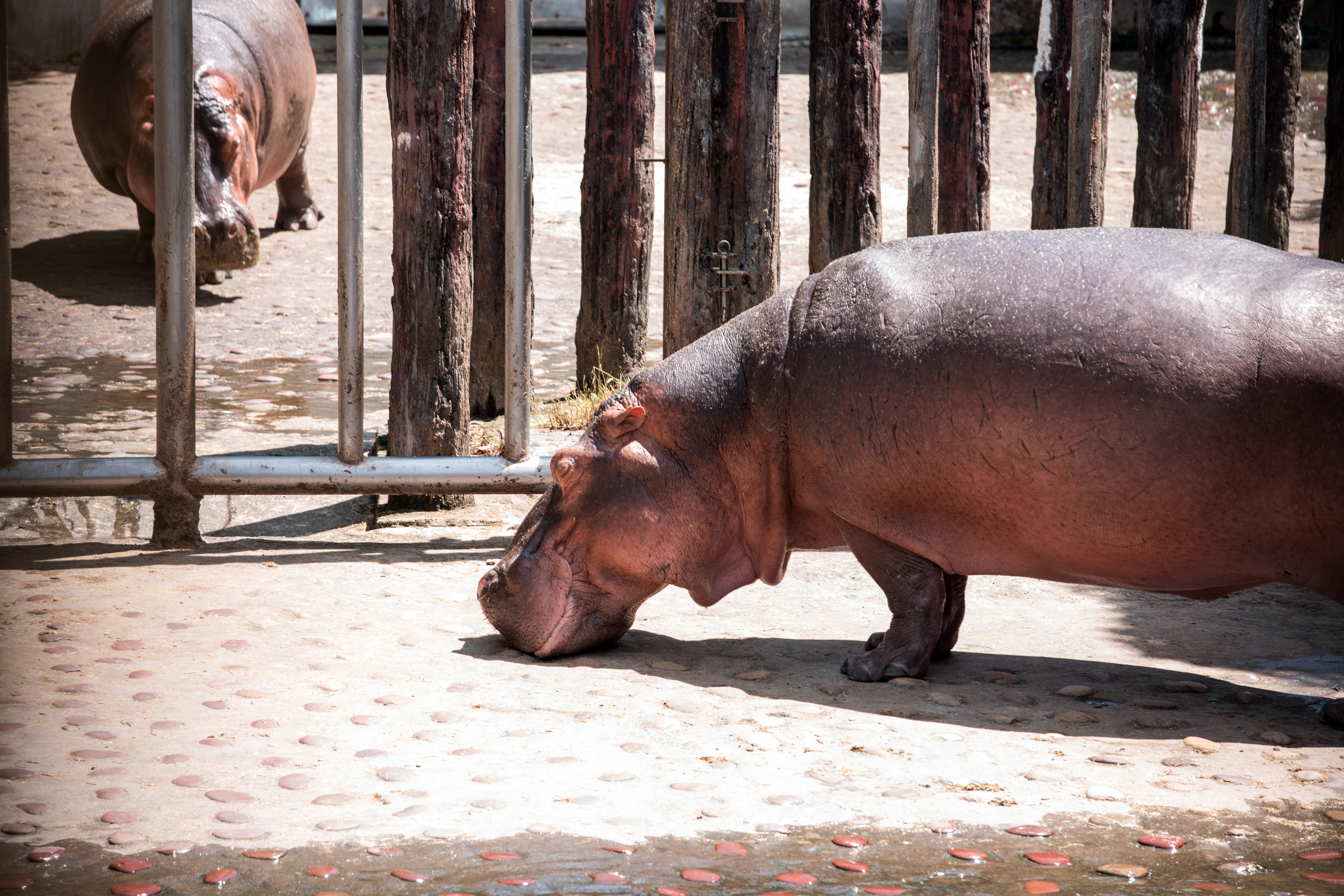 Hippos Relaxing in Taipei Zoo Enclosure · Free Stock Photo