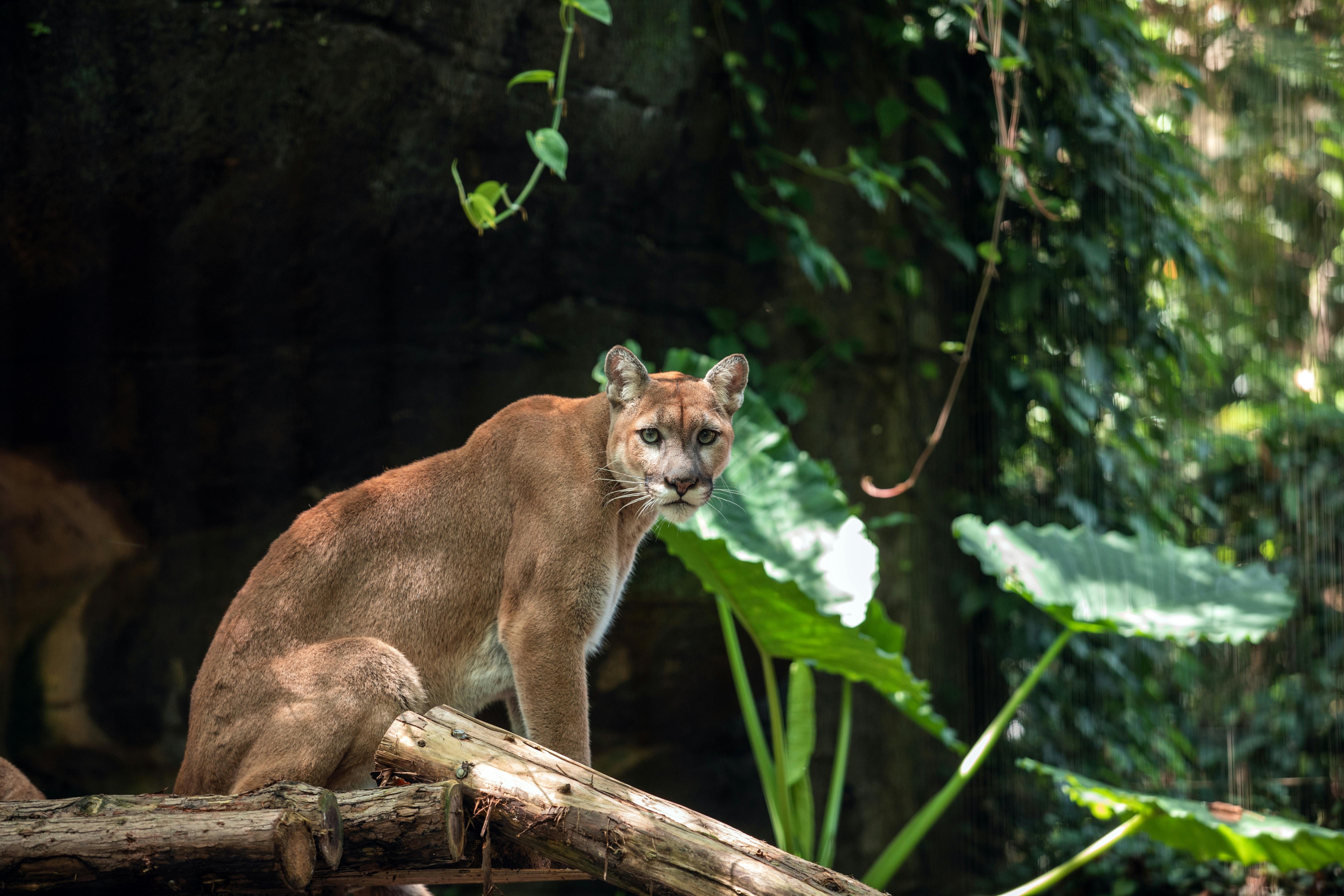 Puma Salvaje En Hábitat De Bosque Frondoso · Foto de stock gratuita