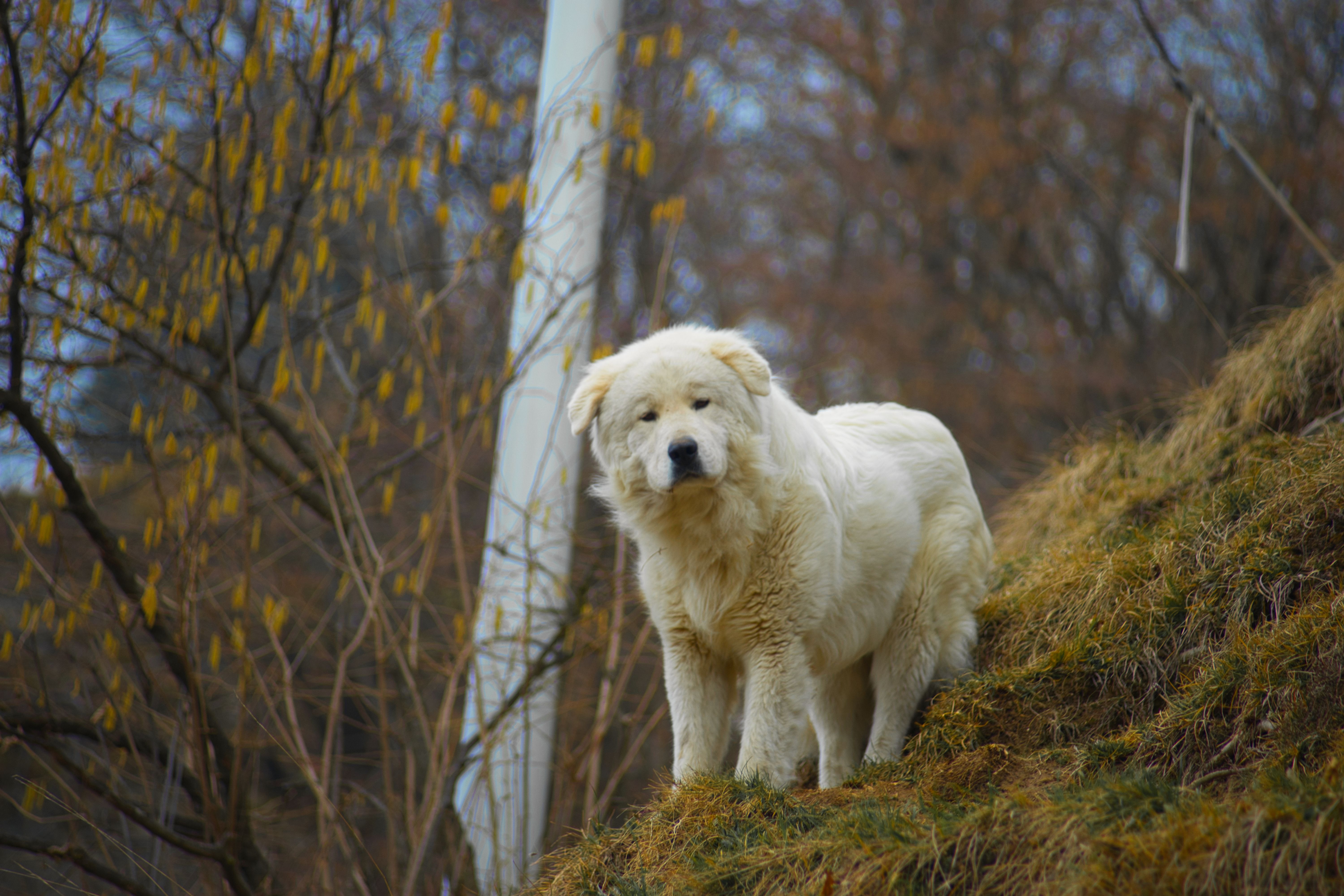 Environment Dog Photos, Download The BEST Free Environment Dog Stock ...