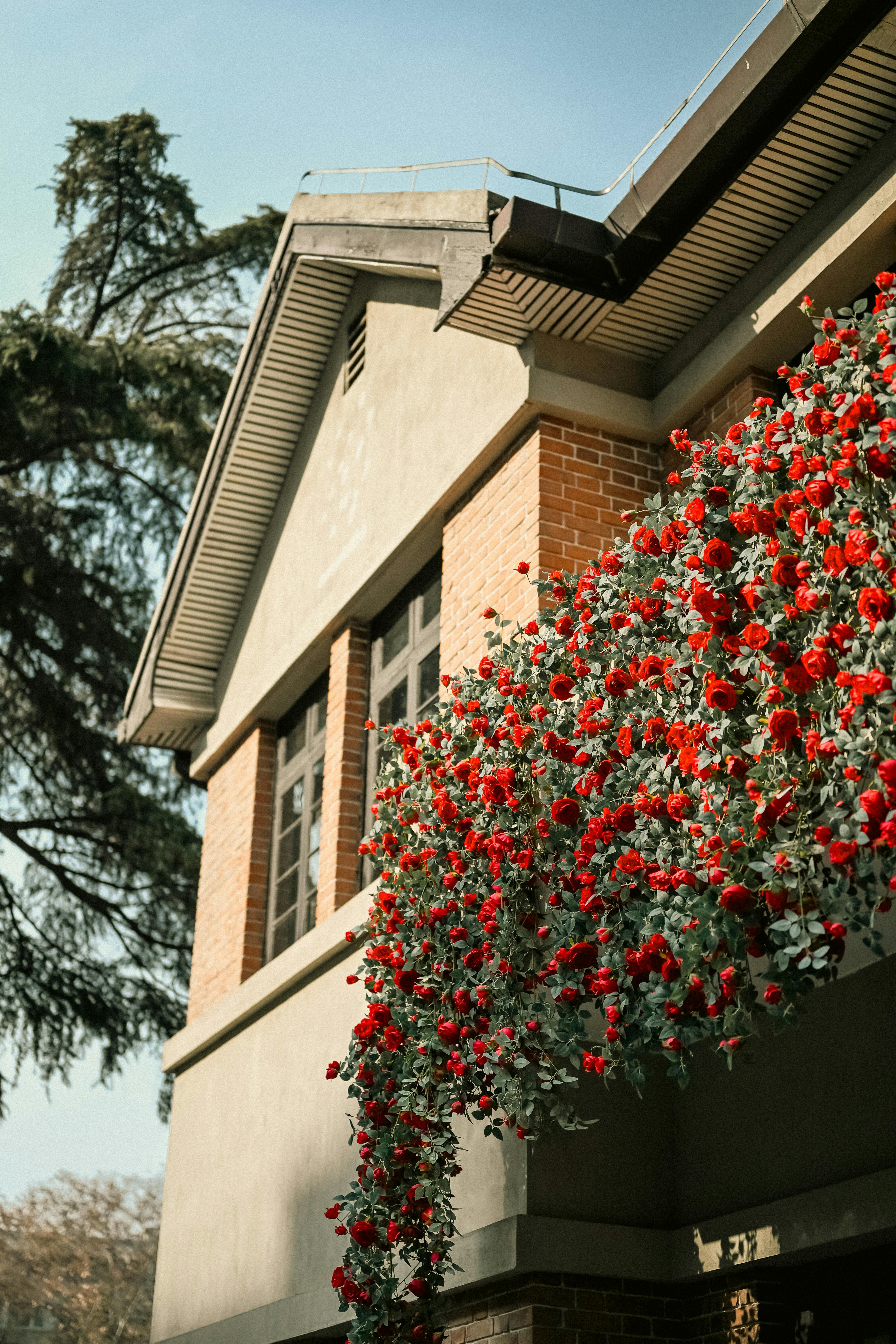 Charming Nanjing Residence with Red Roses · Free Stock Photo