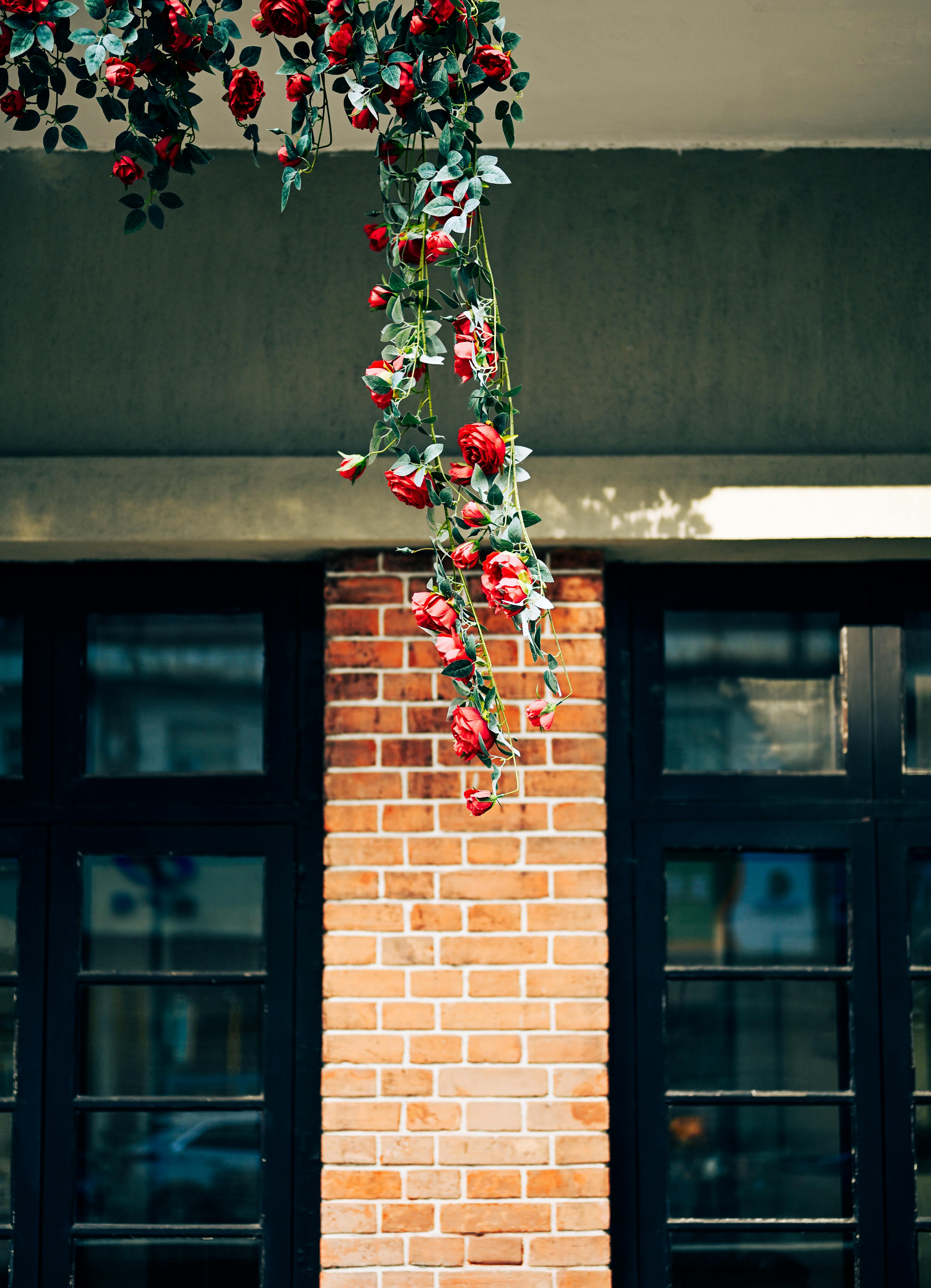 Hanging Red Roses Against Brick Wall in Nanjing · Free Stock Photo