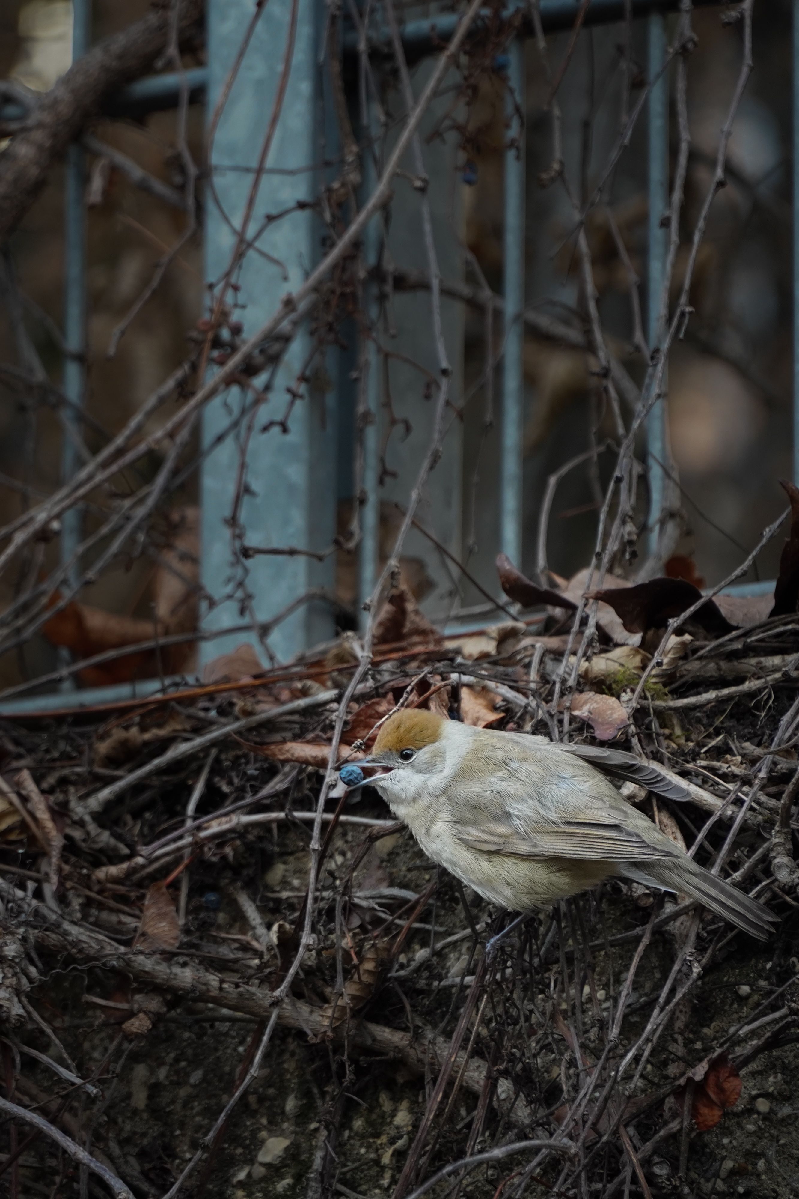 Close-up of Bird Among Vines in Winter · Free Stock Photo