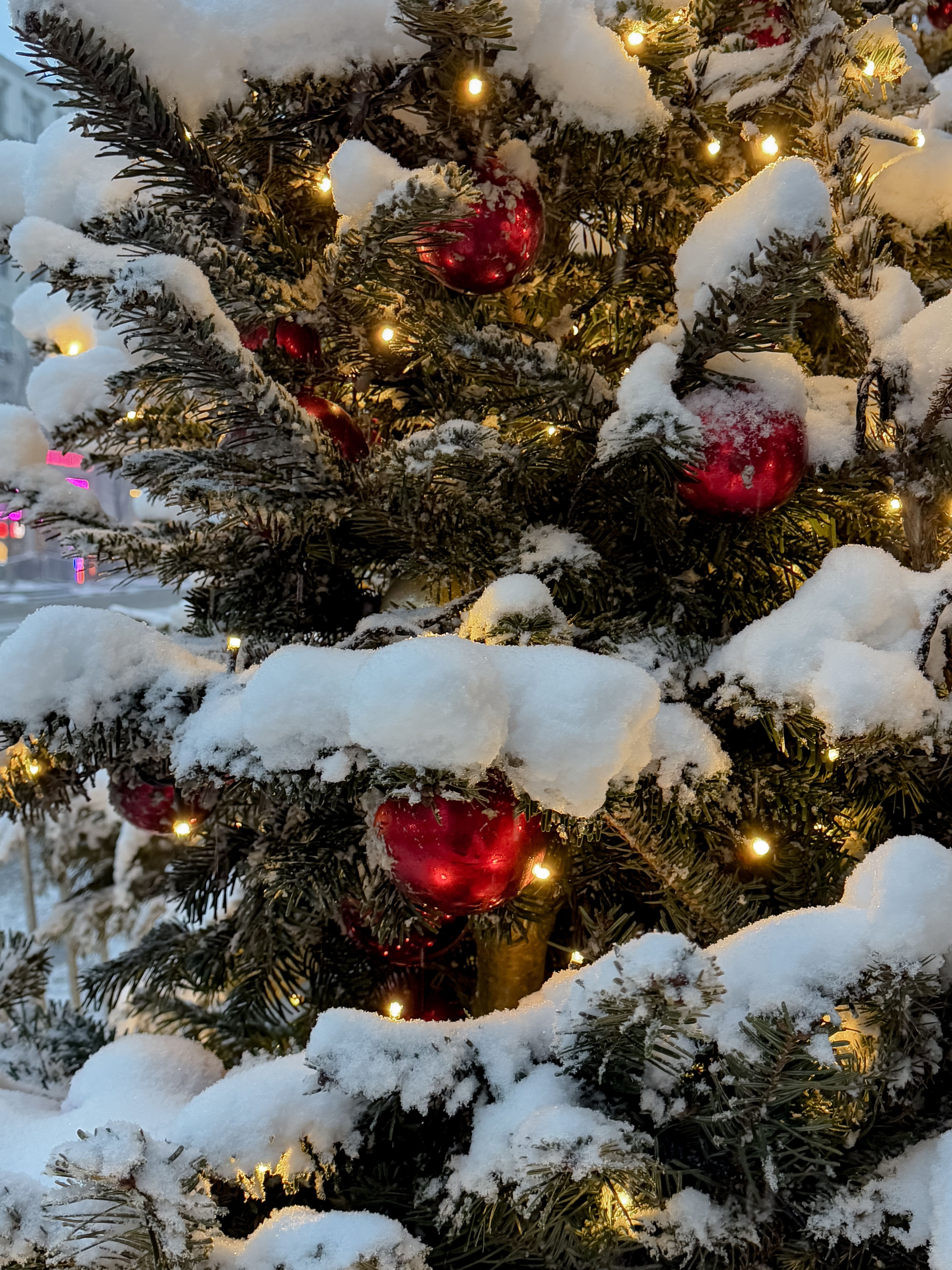 Snow Covered Christmas Tree in Moscow · Free Stock Photo