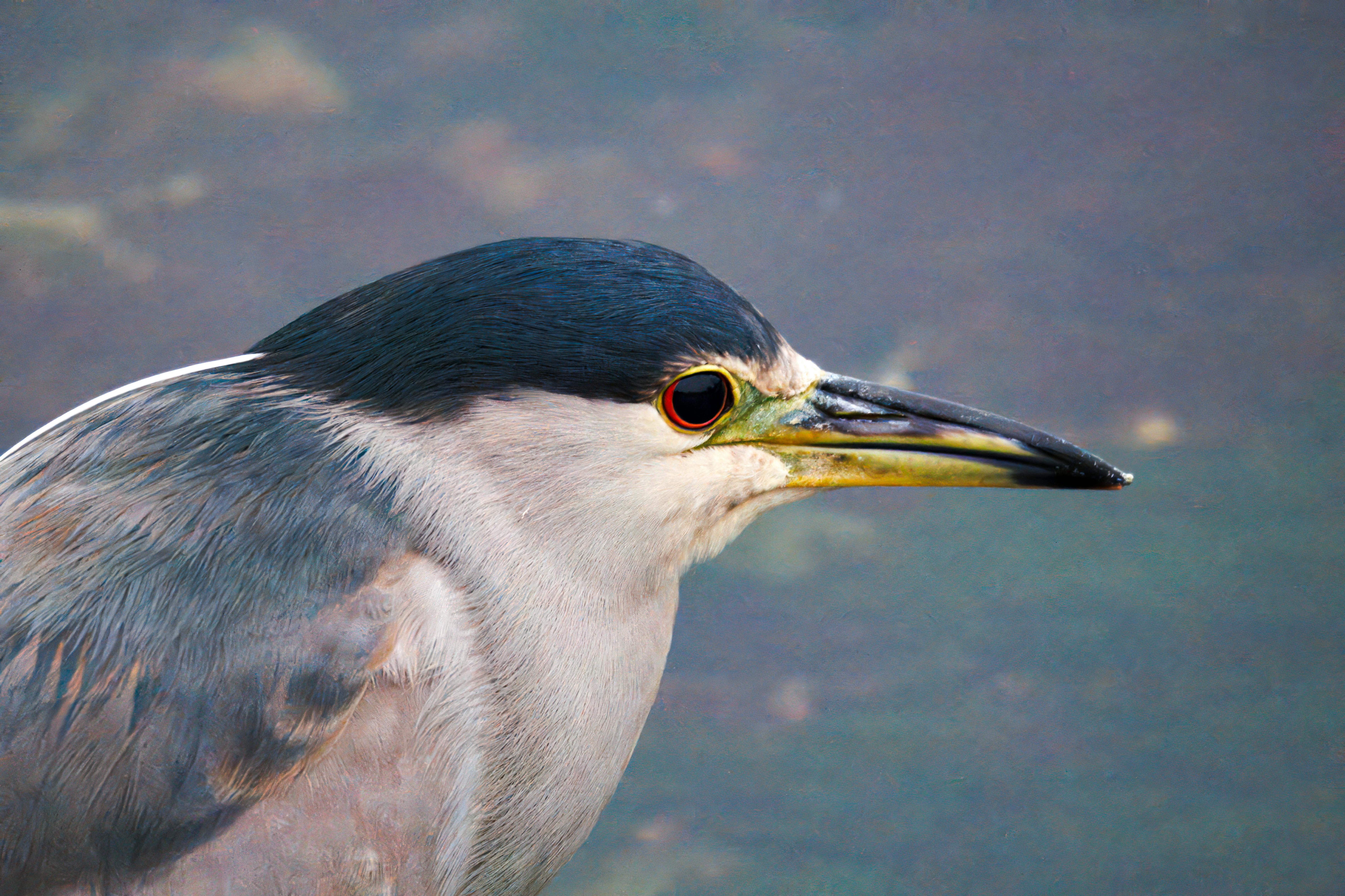 Close-up of Black-crowned Night Heron Head · Free Stock Photo
