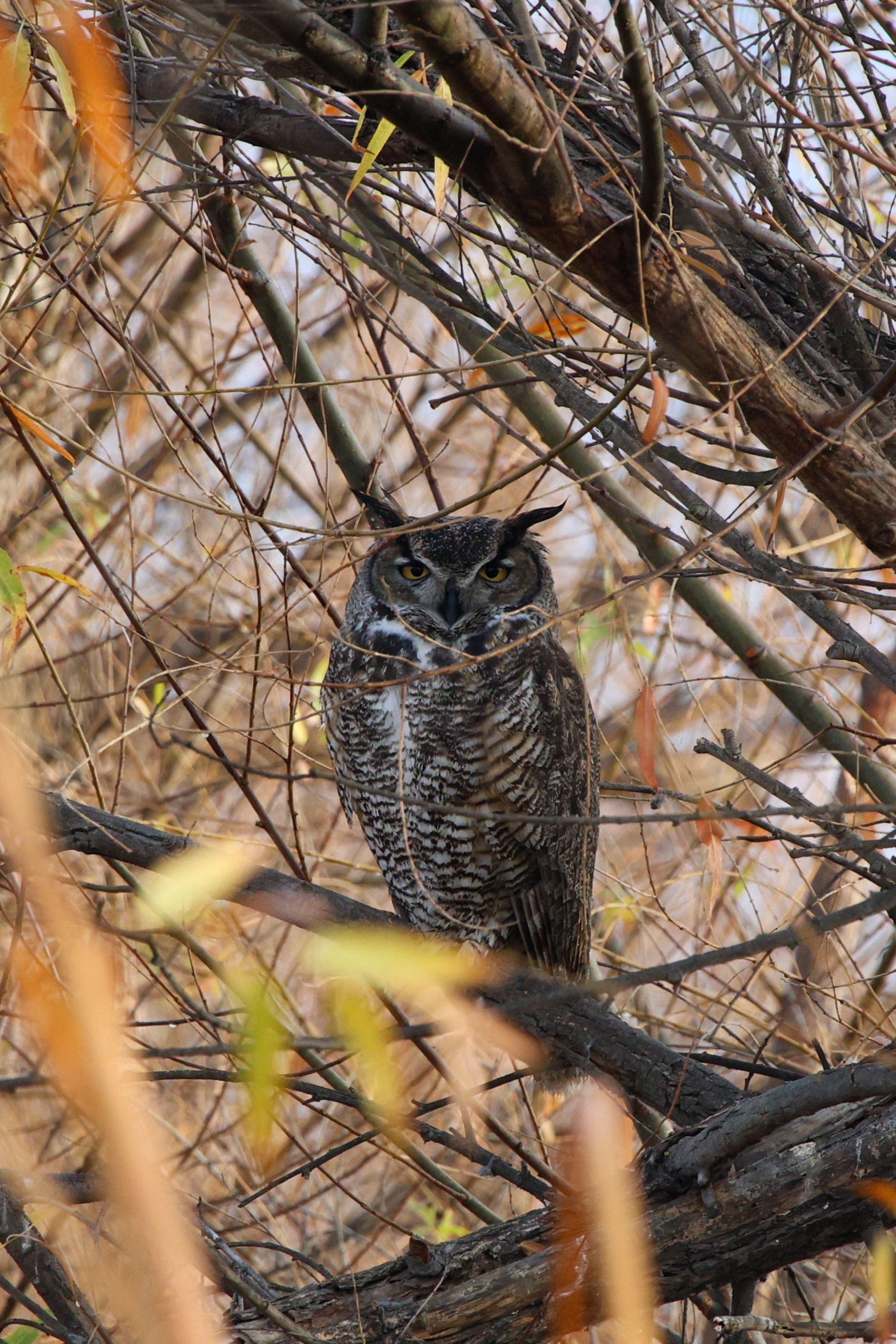 Photo of Owl Perched on Tree Branch · Free Stock Photo
