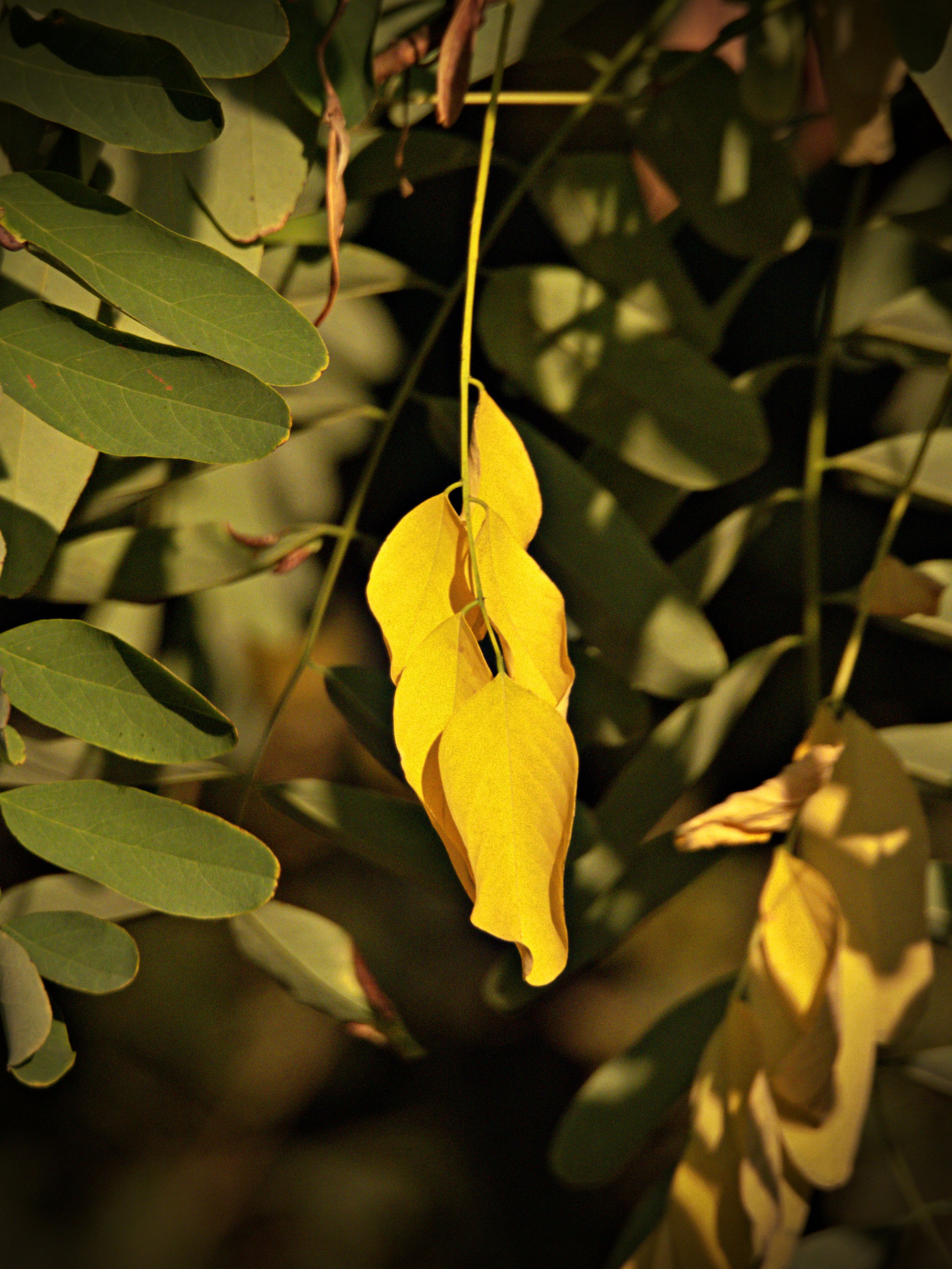 Green Singular Leaves No Background Photos, Download The BEST Free ...