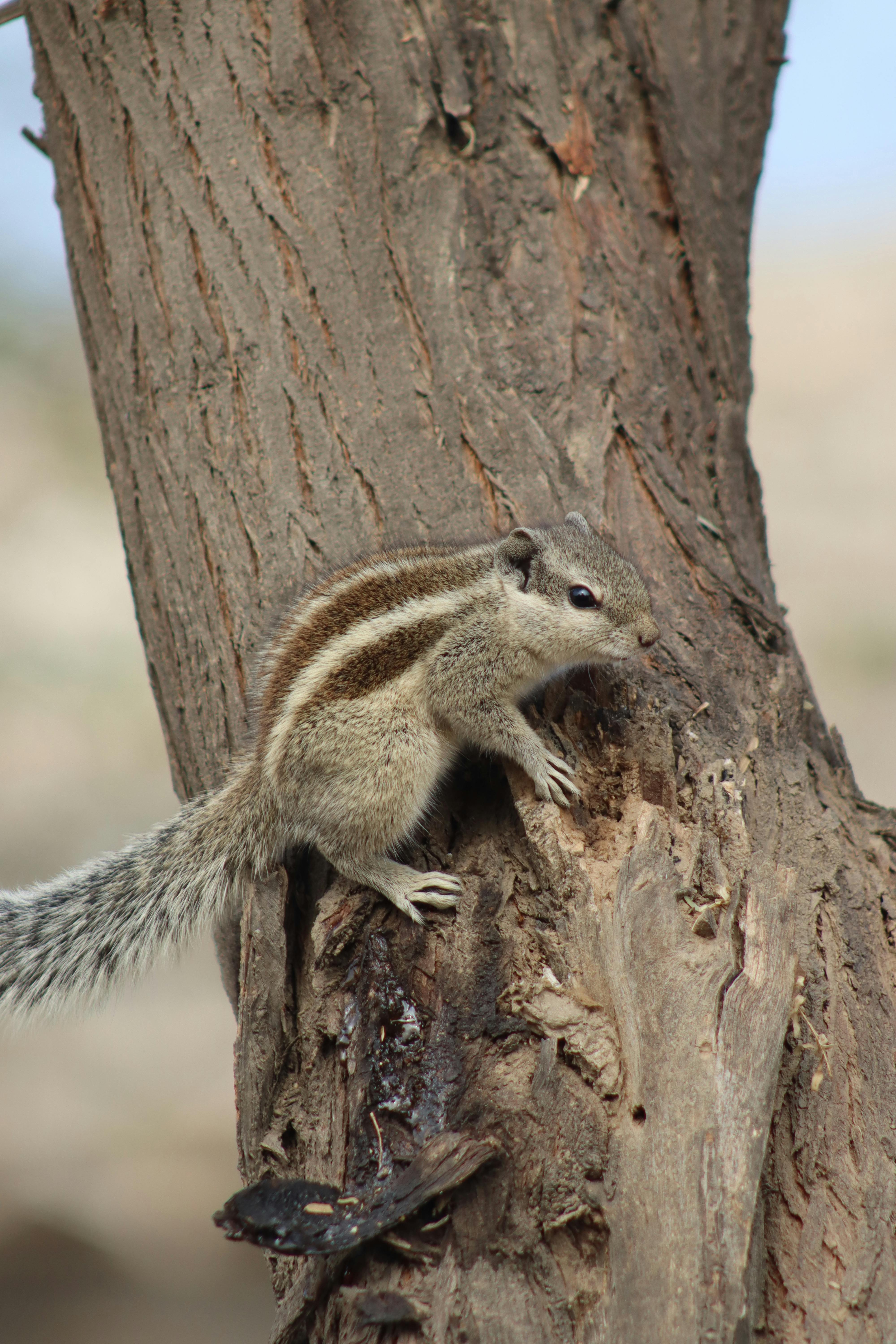 Eastern Chipmunk Climbing a Tree in Nature · Free Stock Photo