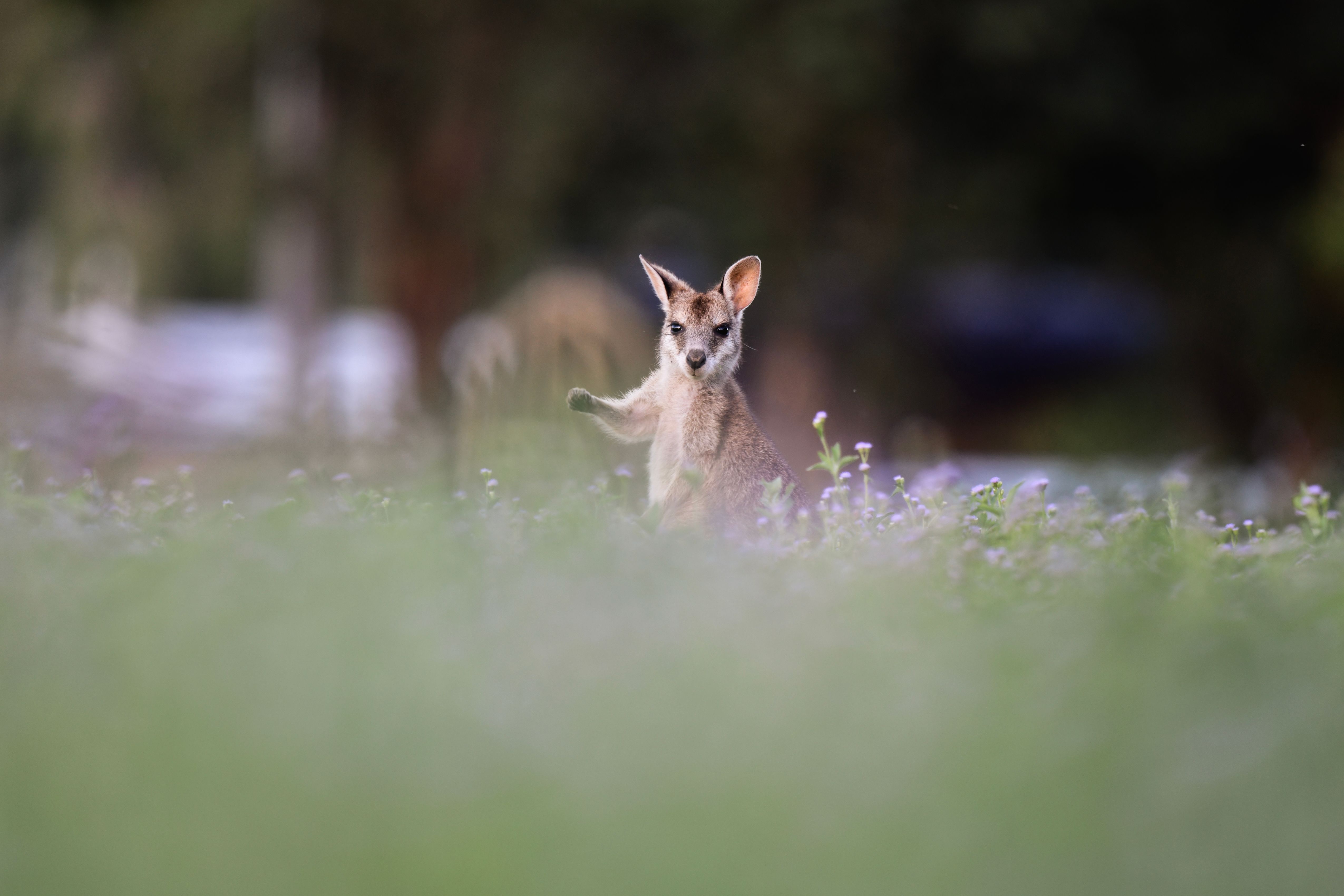 Young Kangaroo in Natural Habitat Landscape · Free Stock Photo
