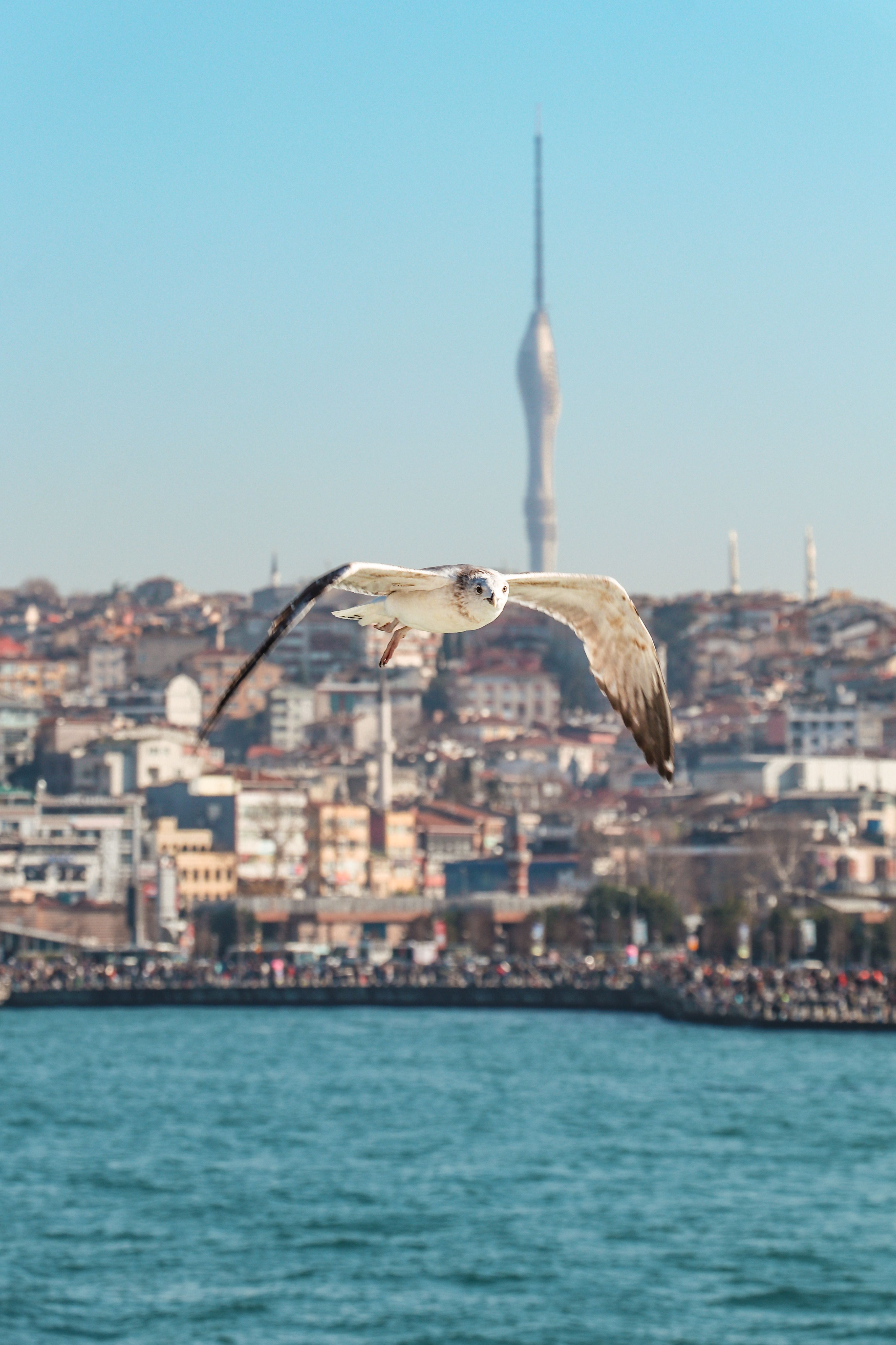 Turkeys Flying Photos, Download The BEST Free Turkeys Flying Stock ...
