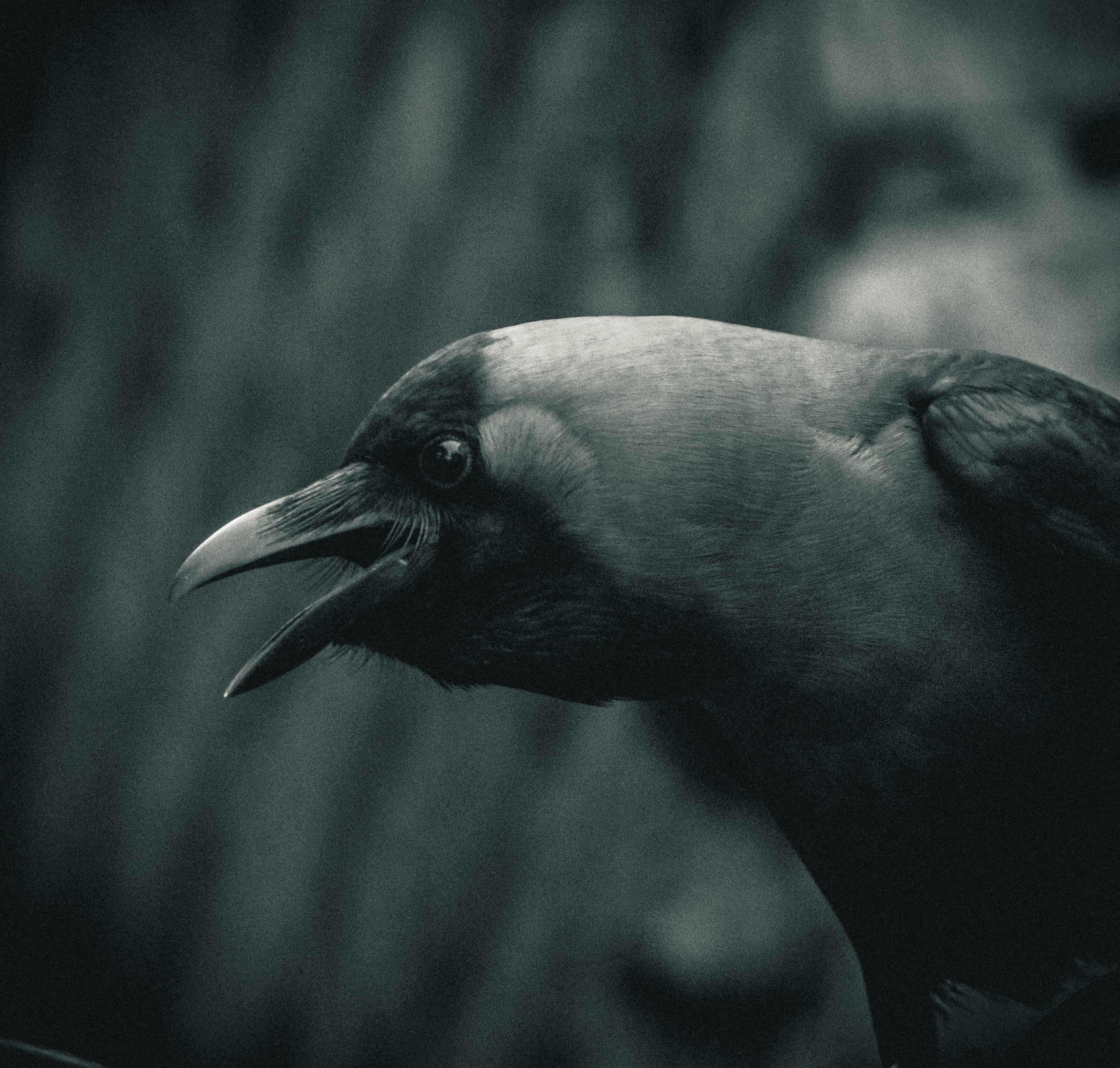 Moody Black and White Crow Close-Up Photography · Free Stock Photo