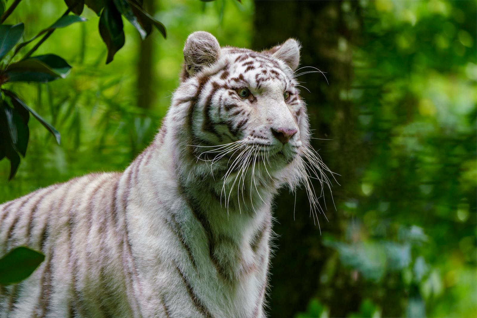 Tiger Pattern Photos, Download The BEST Free Tiger Pattern Stock Photos ...