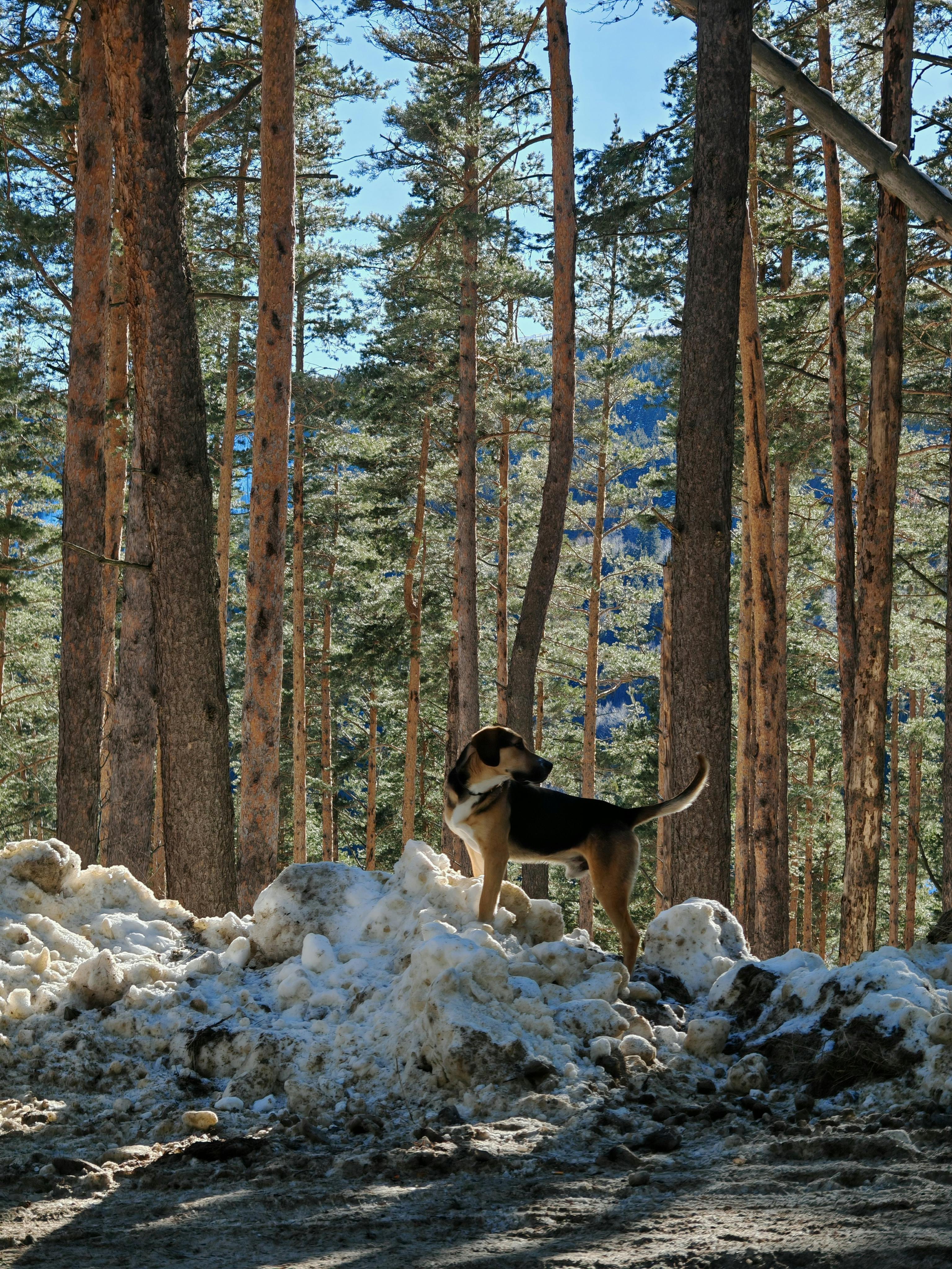 Dog in Snowy Pine Forest Landscape · Free Stock Photo