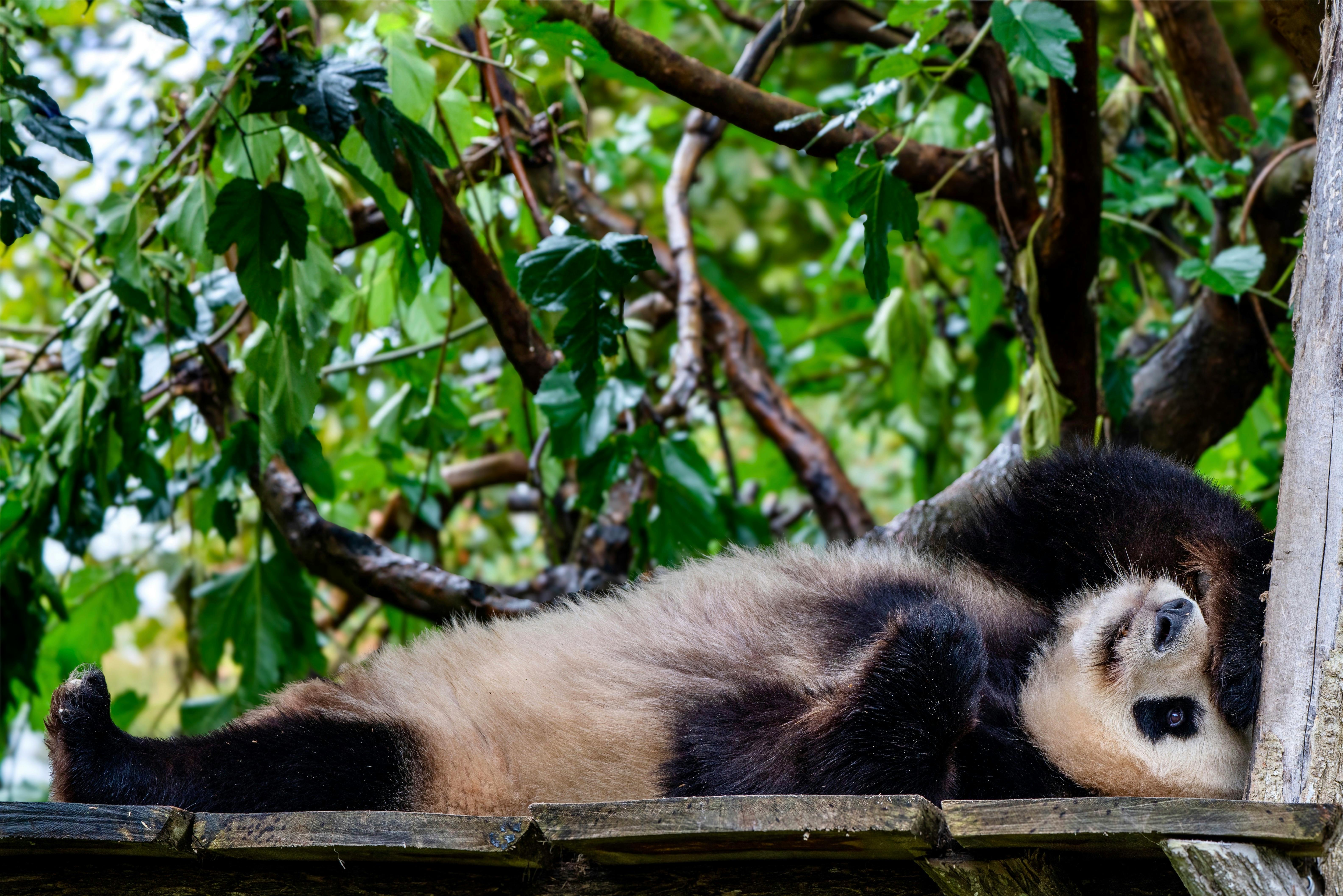 Relaxed Giant Panda Lounging in Lush Greenery · Free Stock Photo