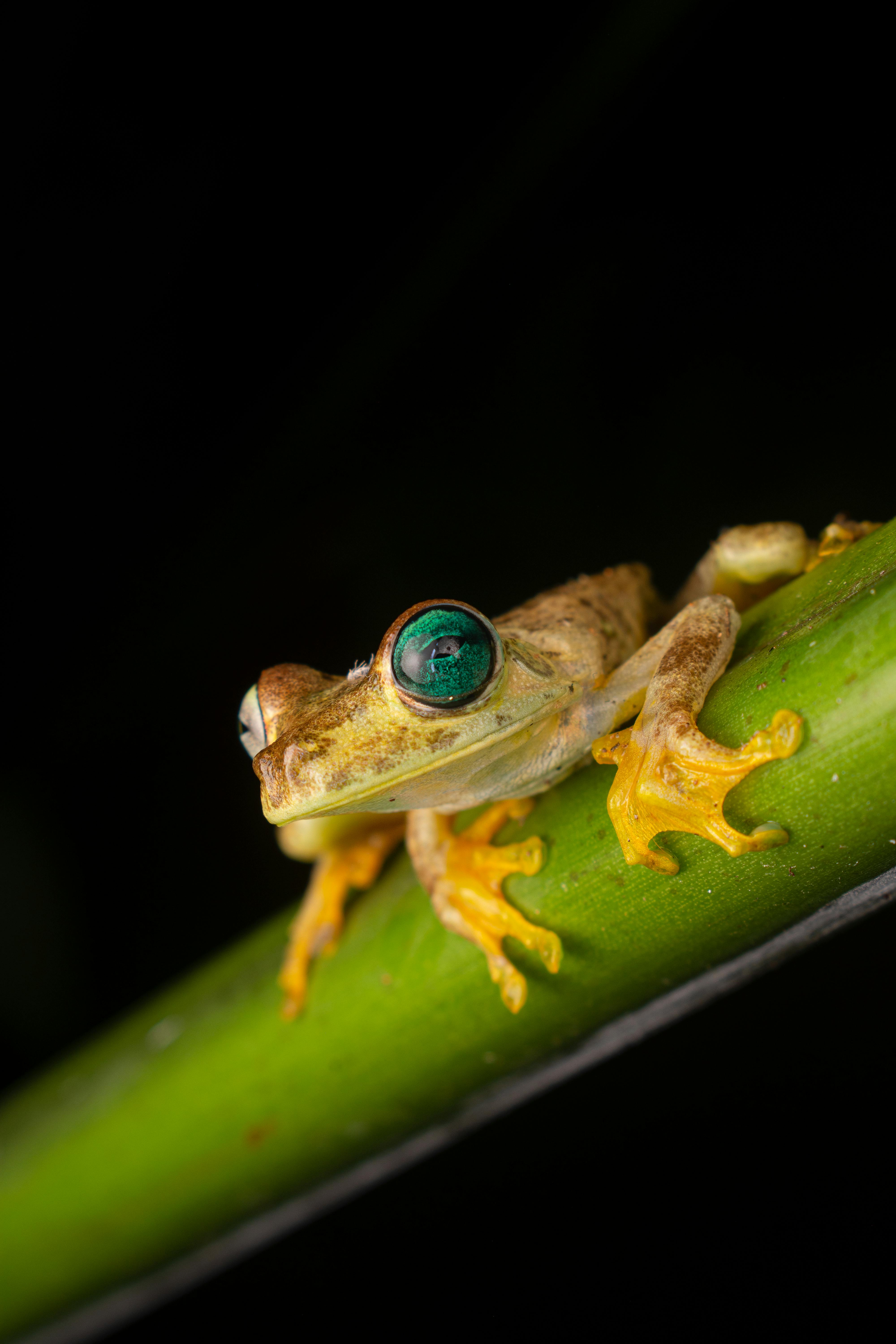 Close-up of a Vibrant Green Tree Frog on Leaf · Free Stock Photo