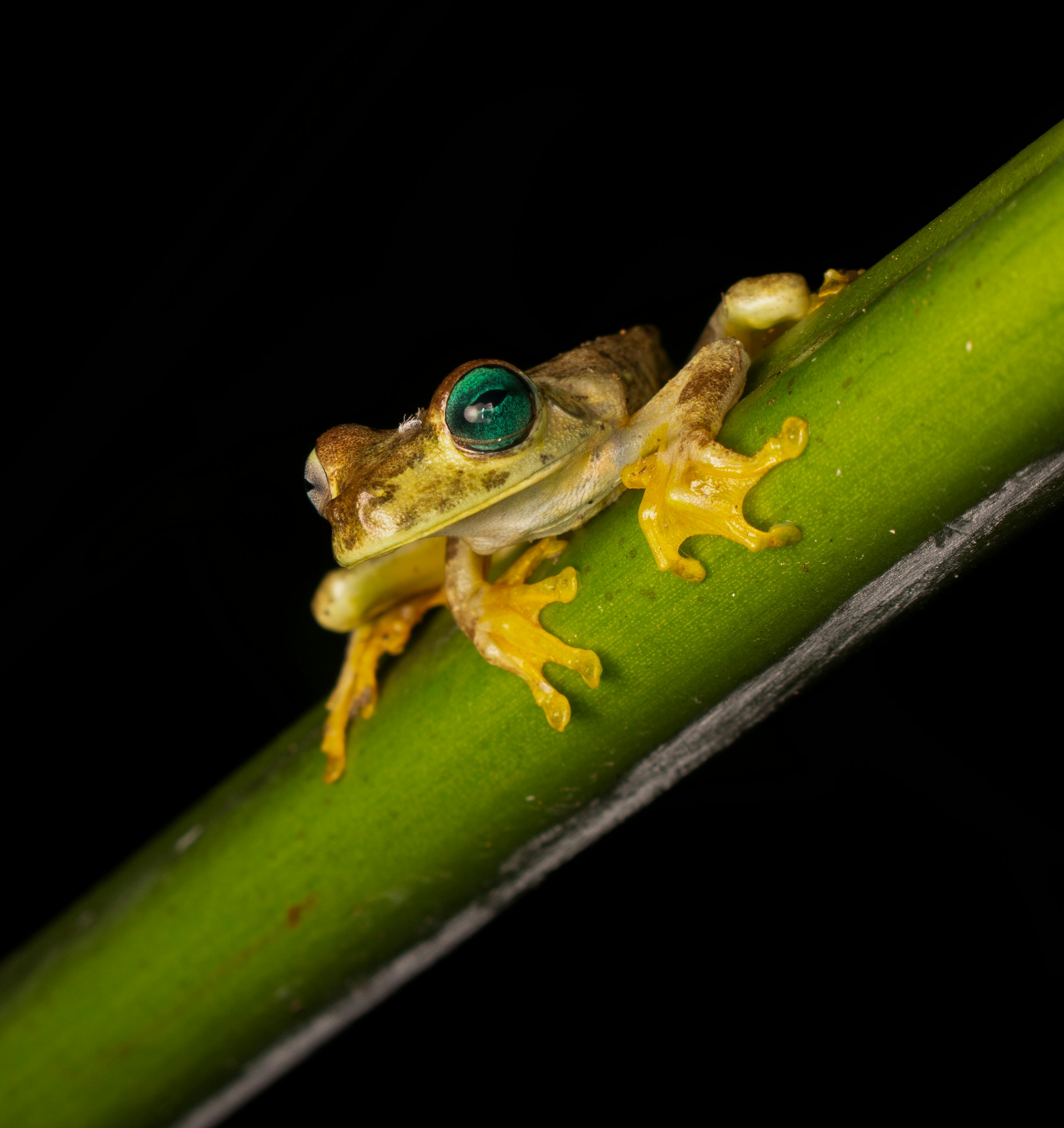 Frog Feet Photos, Download The BEST Free Frog Feet Stock Photos & HD Images